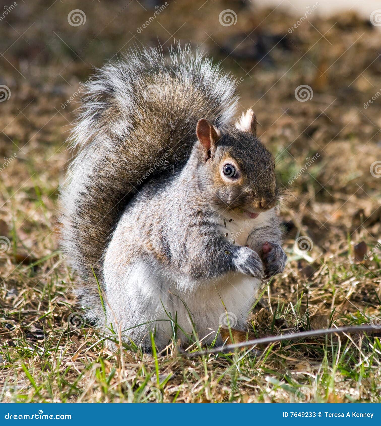 Gray Squirrel stock image. Image of seeds, america, rodent - 7649233