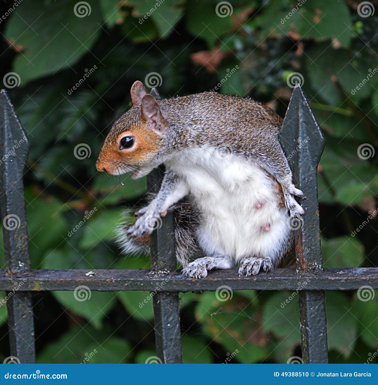 Gray Squirrel Begging for Food Stock Photo - Image of female, mammal ...