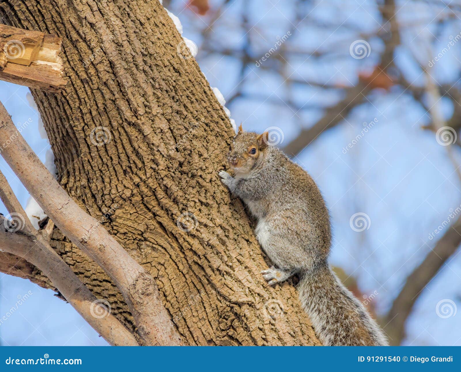 Gray Squirrel Climbing a Tree on the Snow Stock Photo - Image of grey, quebec: 91291540
