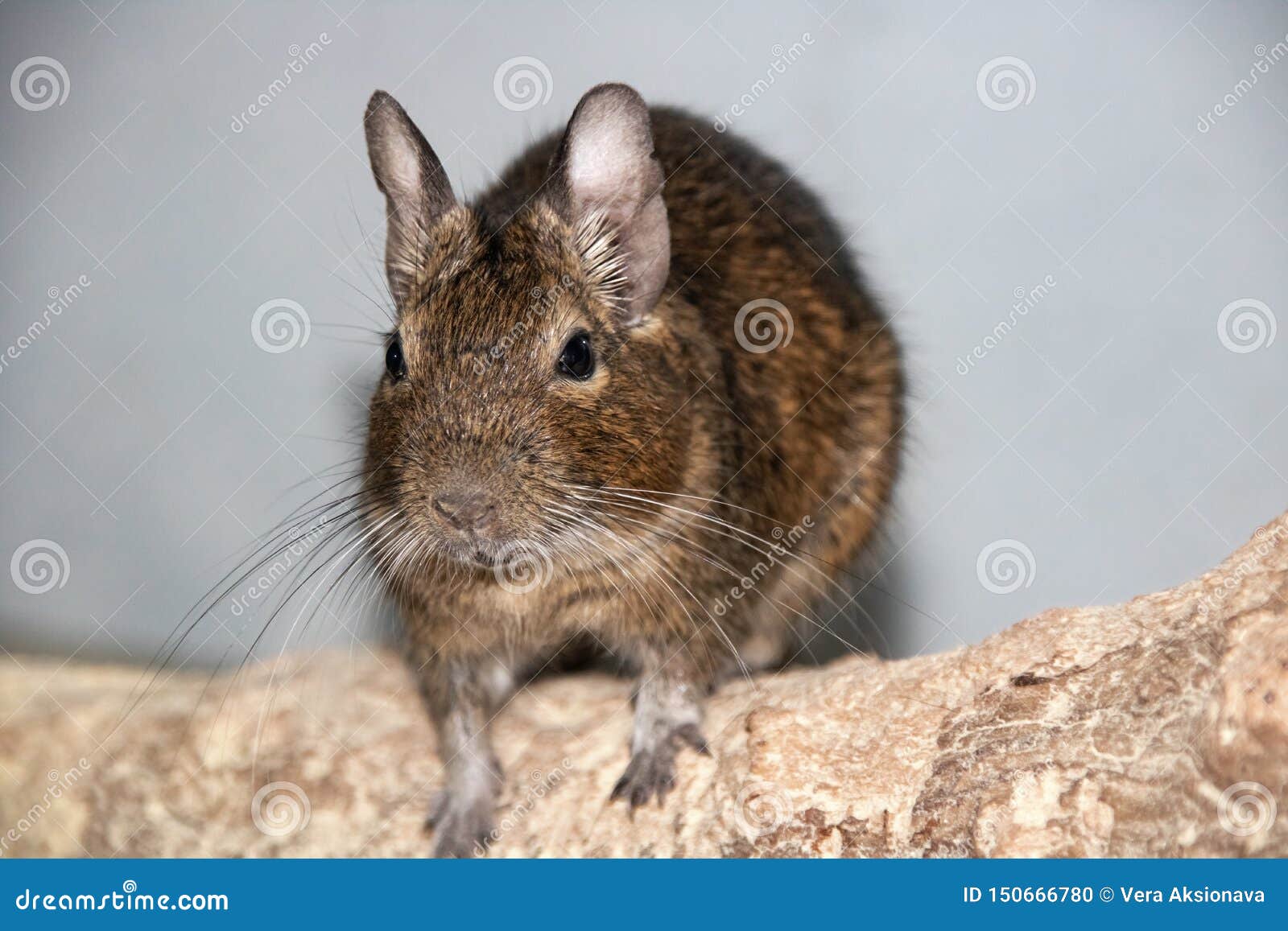A Gray Squirrel Degu Sits Close Up Stock Photo - Image of playing ...