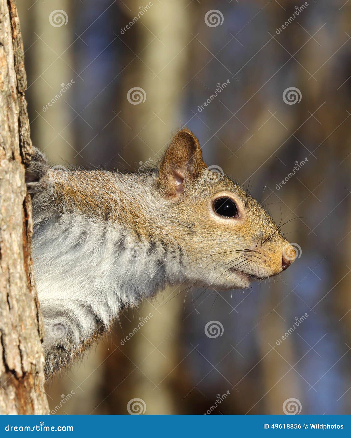 Gray Squirrel stock photo. Image of gray, carolinensis - 49618856
