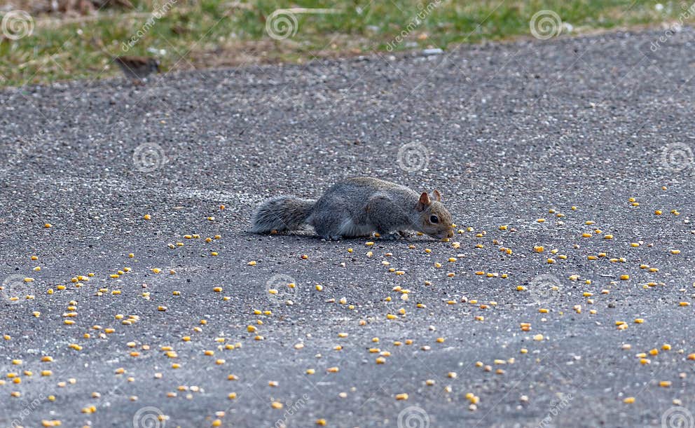 Gray Squirrel Eating Corn Kernel Stock Photo - Image of asphalt, tail ...