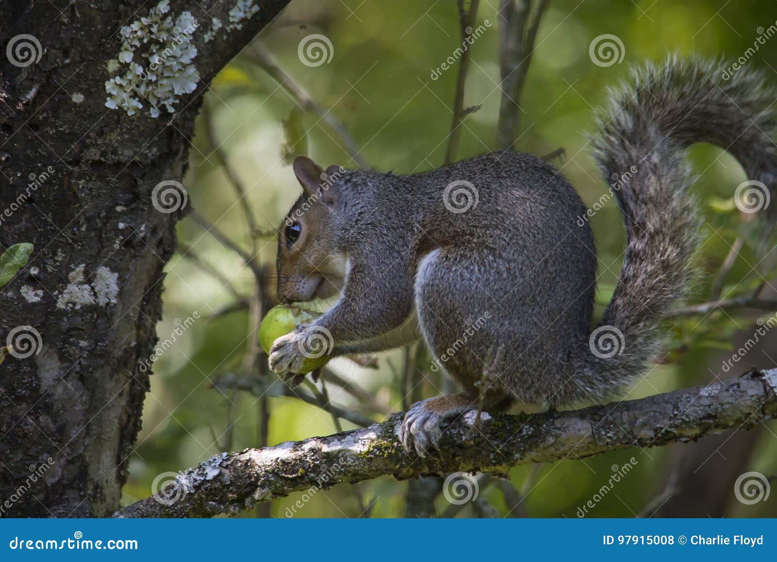 Gray Squirrel Eating Green Apple Stock Photo - Image of north, gray ...