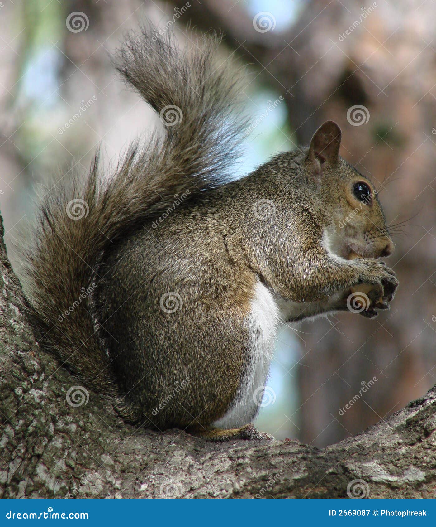Gray squirrel eating nut stock image. Image of squirrel - 2669087