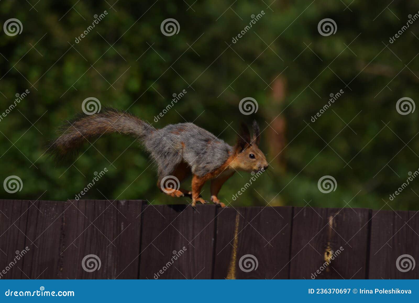 Gray Squirrel Running, Jumping on the Fence Stock Image - Image of ...