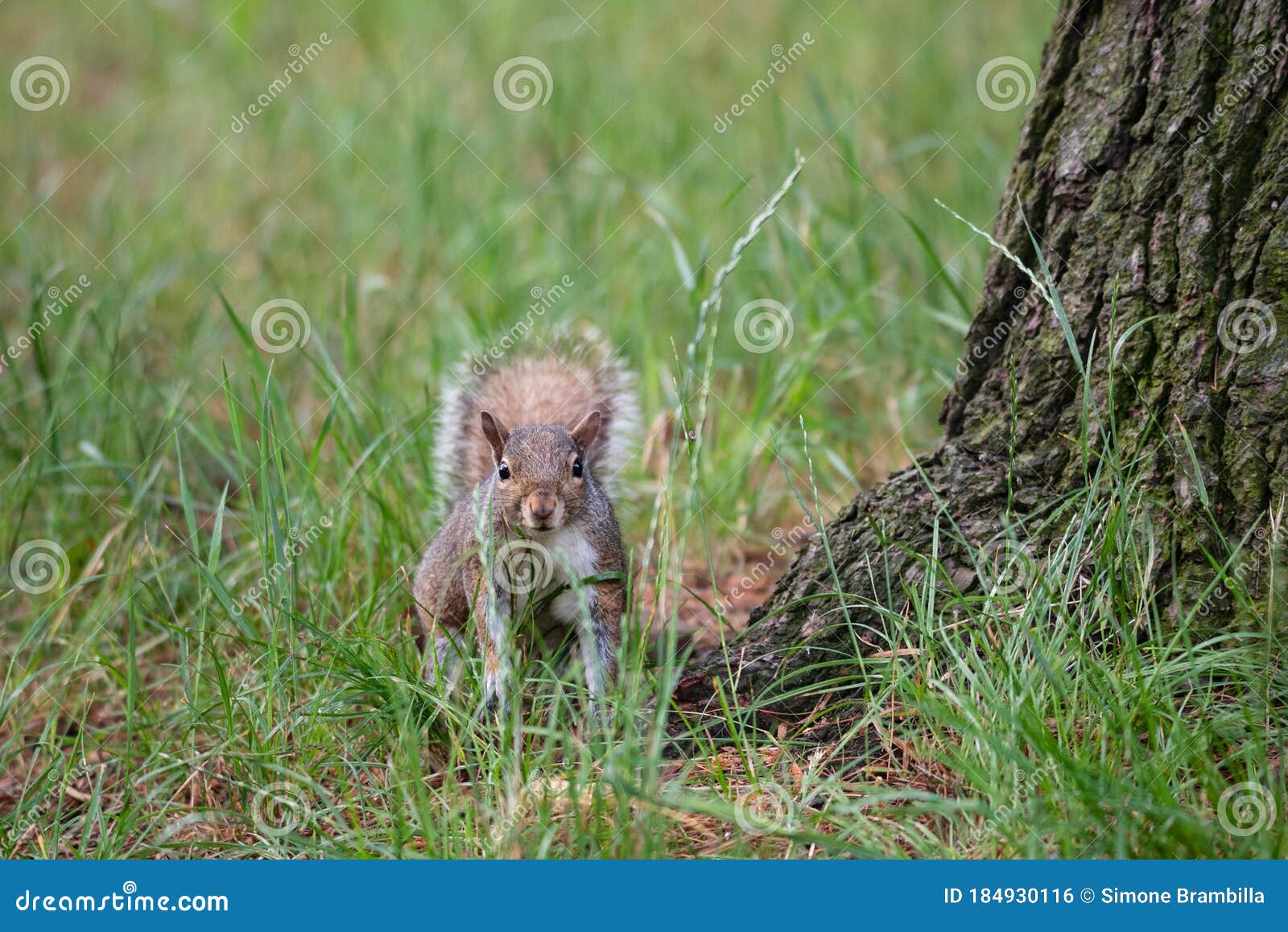 Gray Squirrel at the Foot of a Tree Stock Photo - Image of foot ...