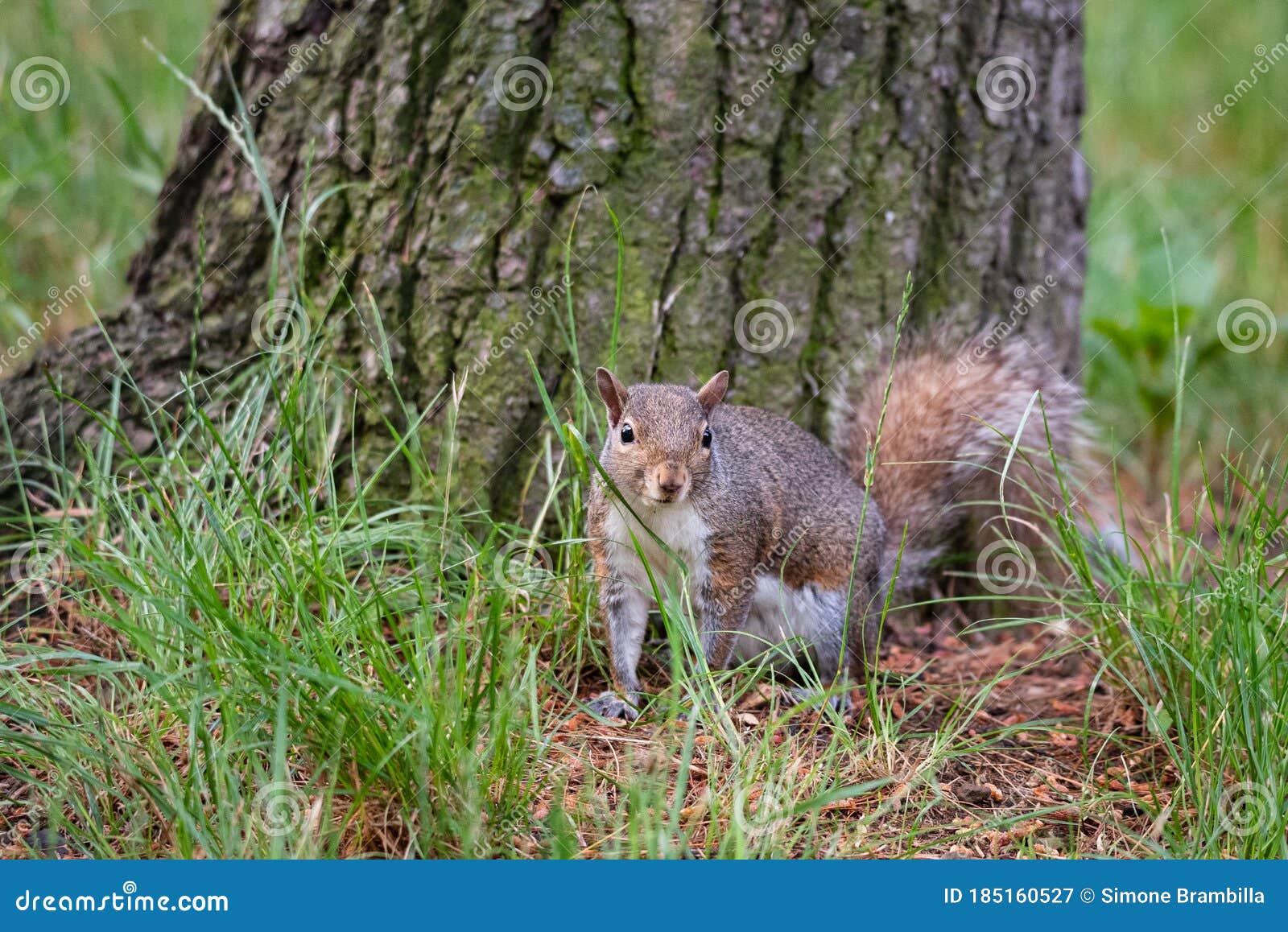 Gray Squirrel at the Foot of a Tree Stock Image - Image of grass ...