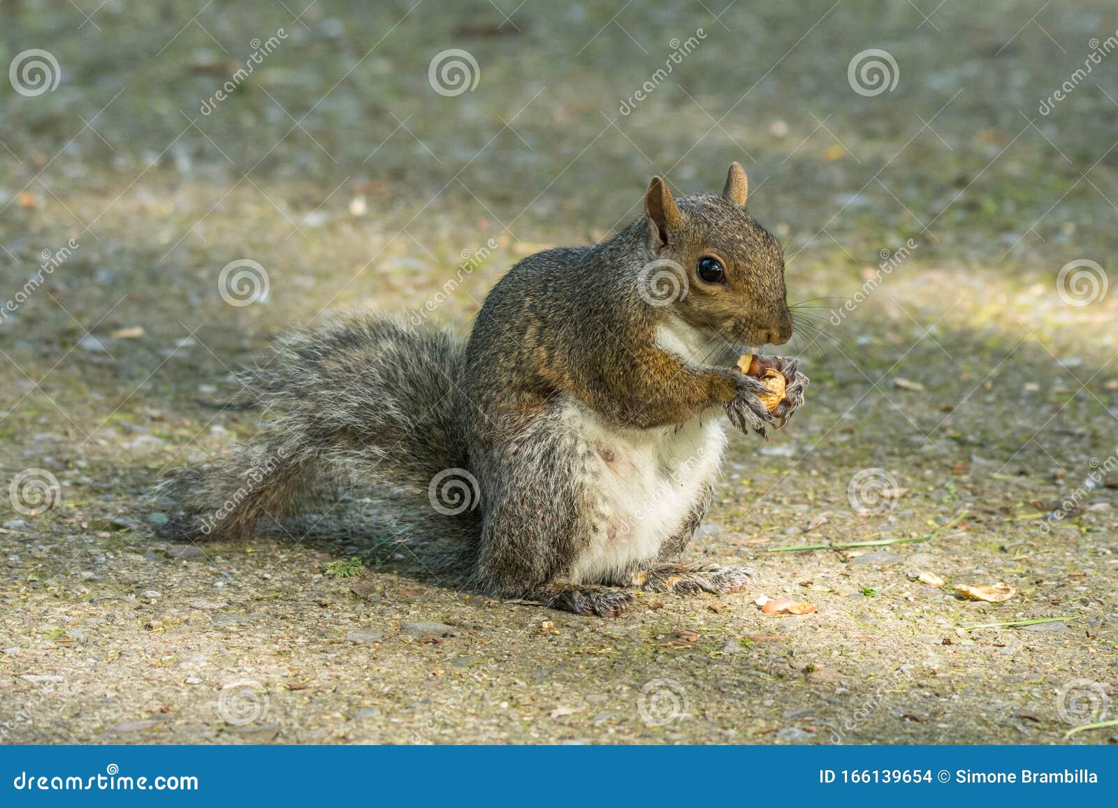 Gray Squirrel in Front of a Tree Eats a Hazelnut Holding it with Paws ...