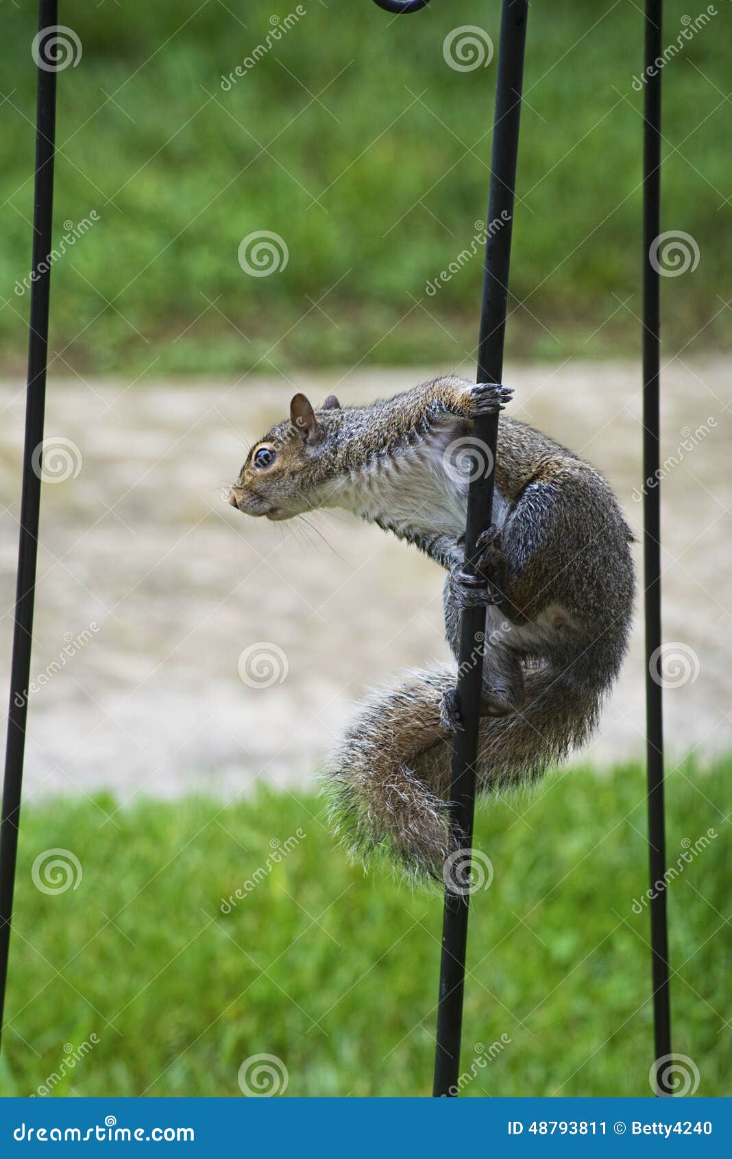 Gray Squirrel Hanging on a Iron Railing. Stock Image - Image of ...