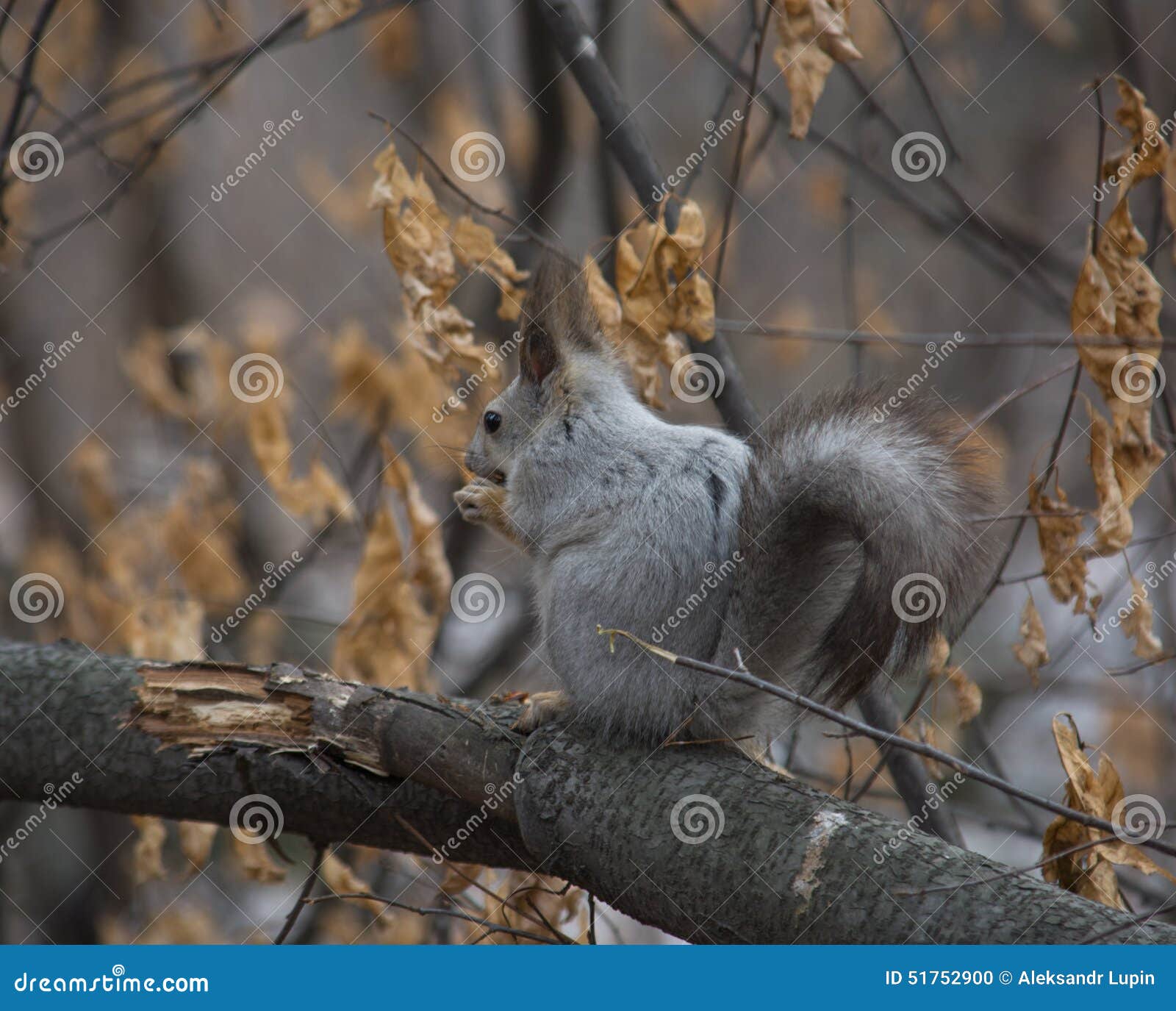 Gray squirrel stock photo. Image of plants, nature, forestwinter - 51752900