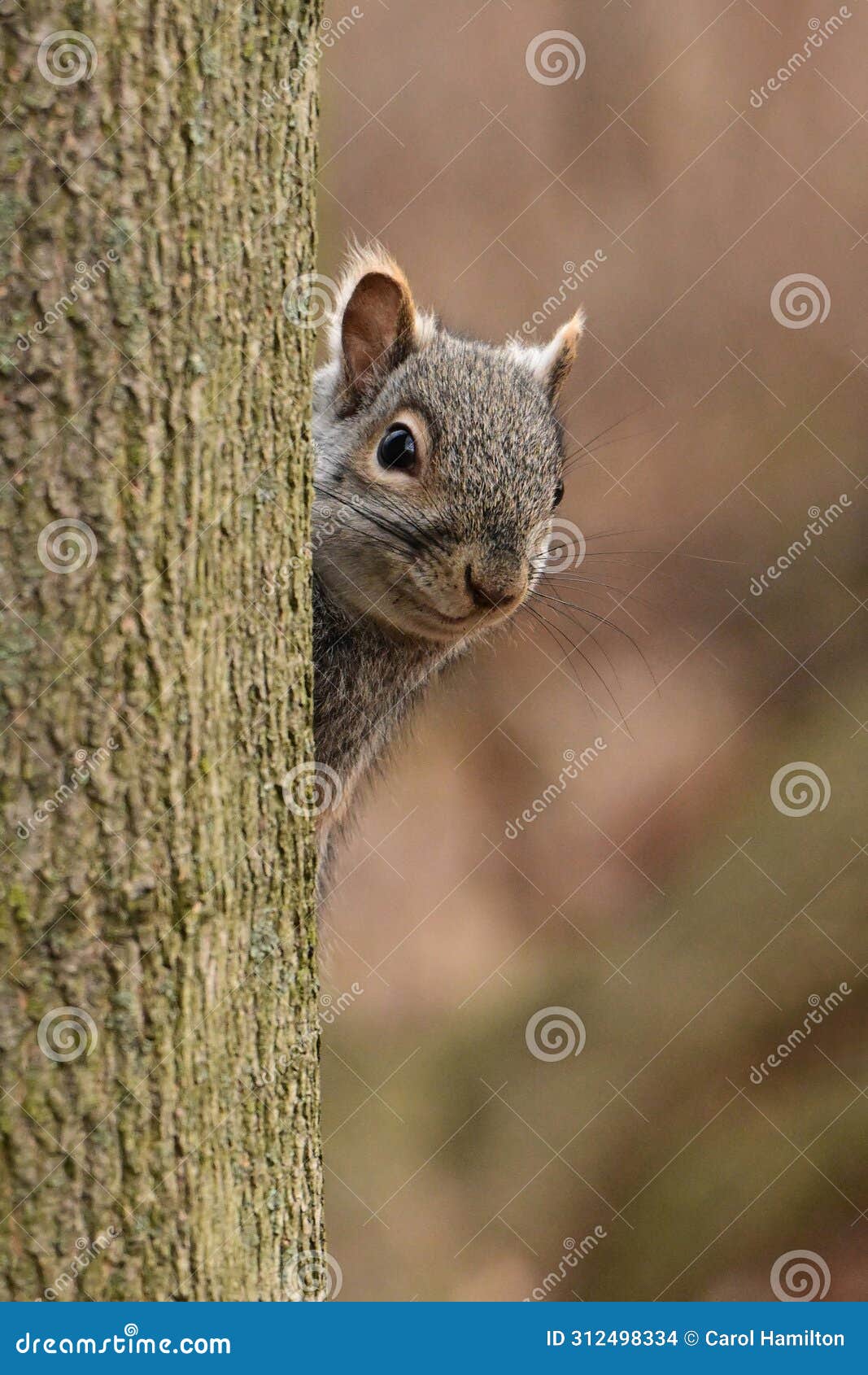 Gray Squirrel Peeking Around a Tree Stock Photo - Image of tail, funny ...