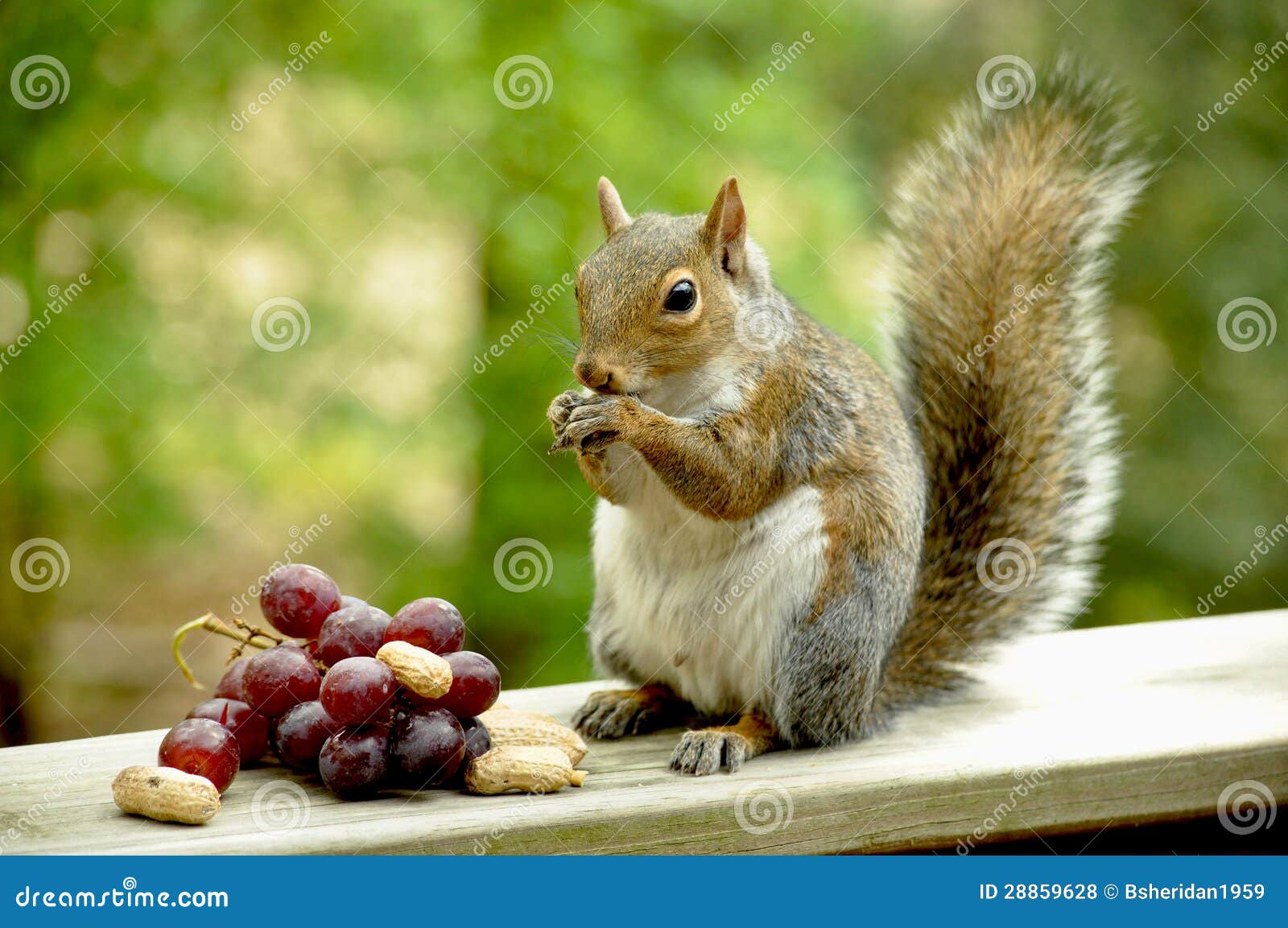 Gray Squirrel With Pile Of Snacks Stock Photo - Image of summer, animal ...