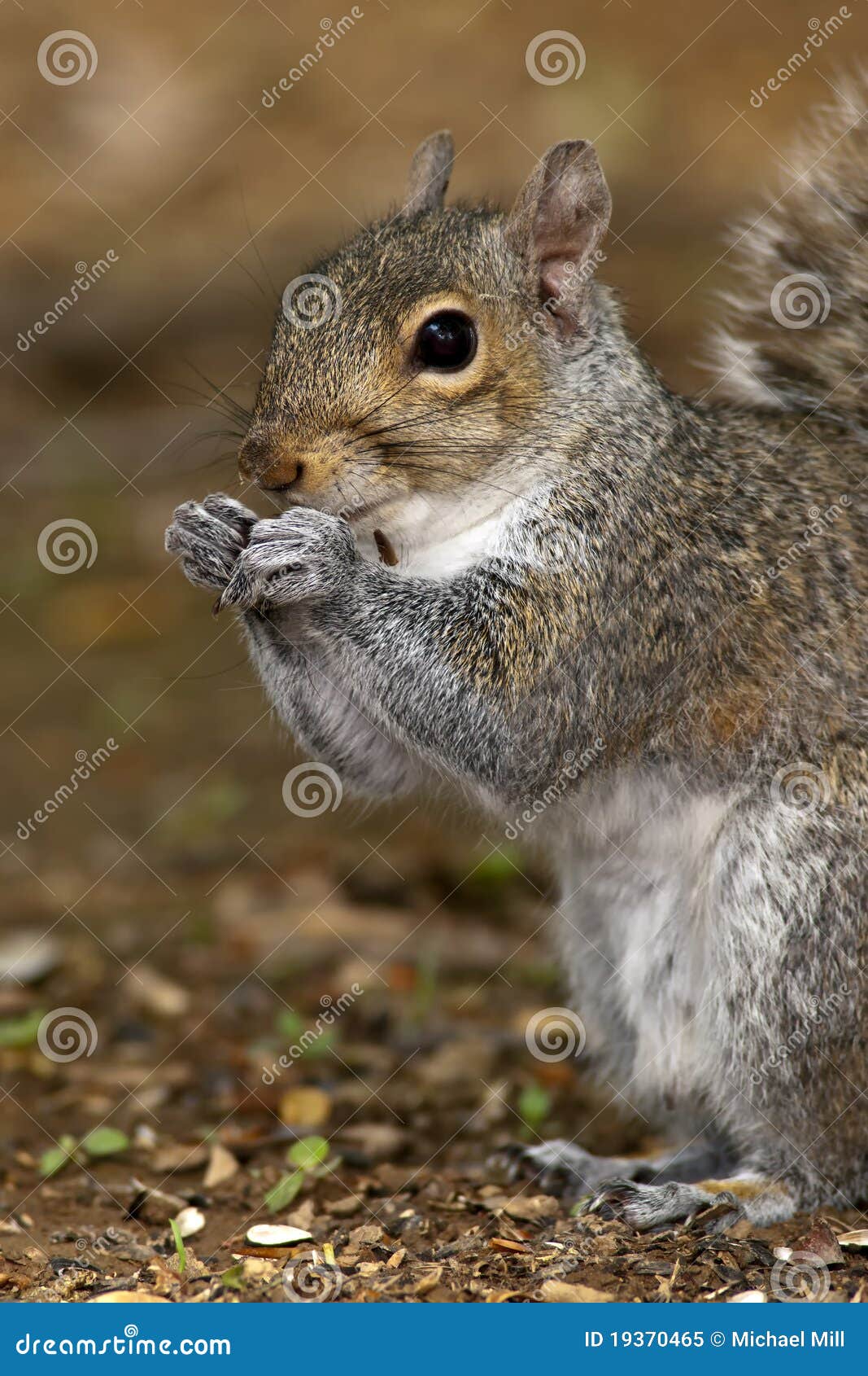 Gray Squirrel Portrait stock image. Image of nature, creature - 19370465