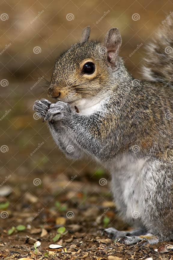 Gray Squirrel Portrait stock image. Image of nature, creature - 19370465