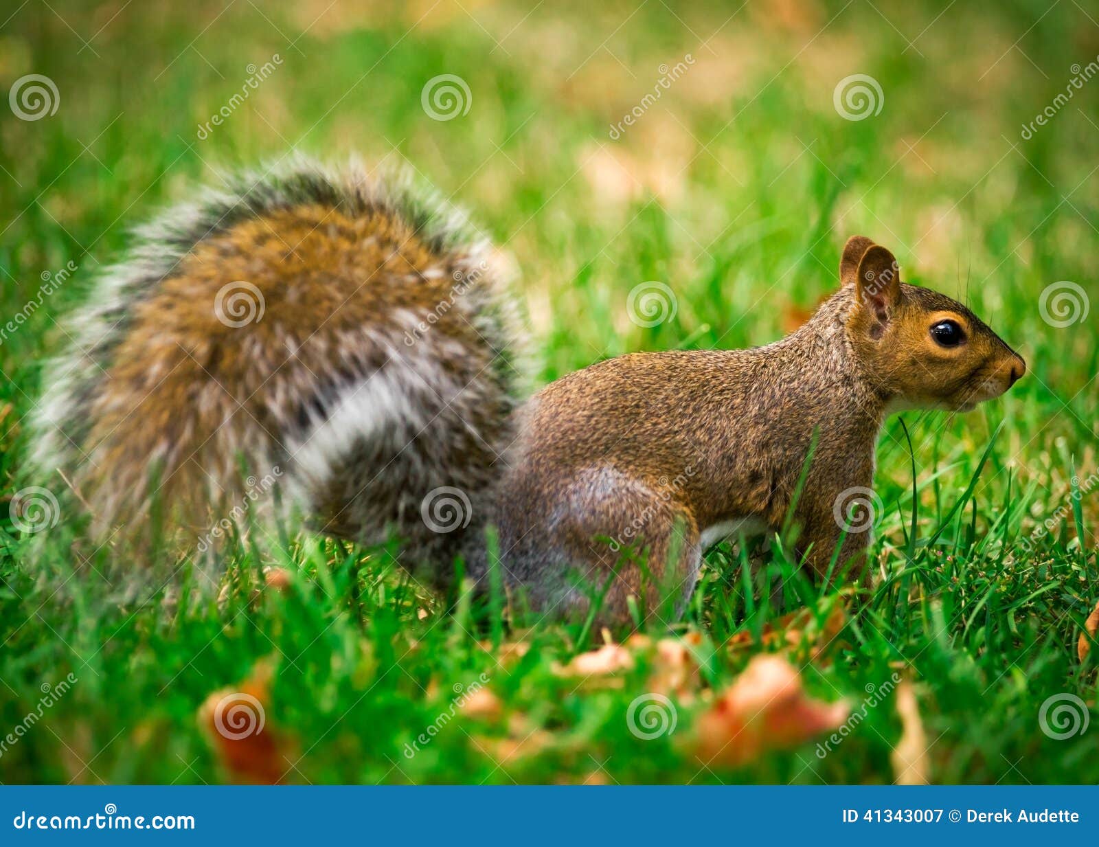 Gray Squirrel Profile Oriental Image stock - Image du poilu, nature ...