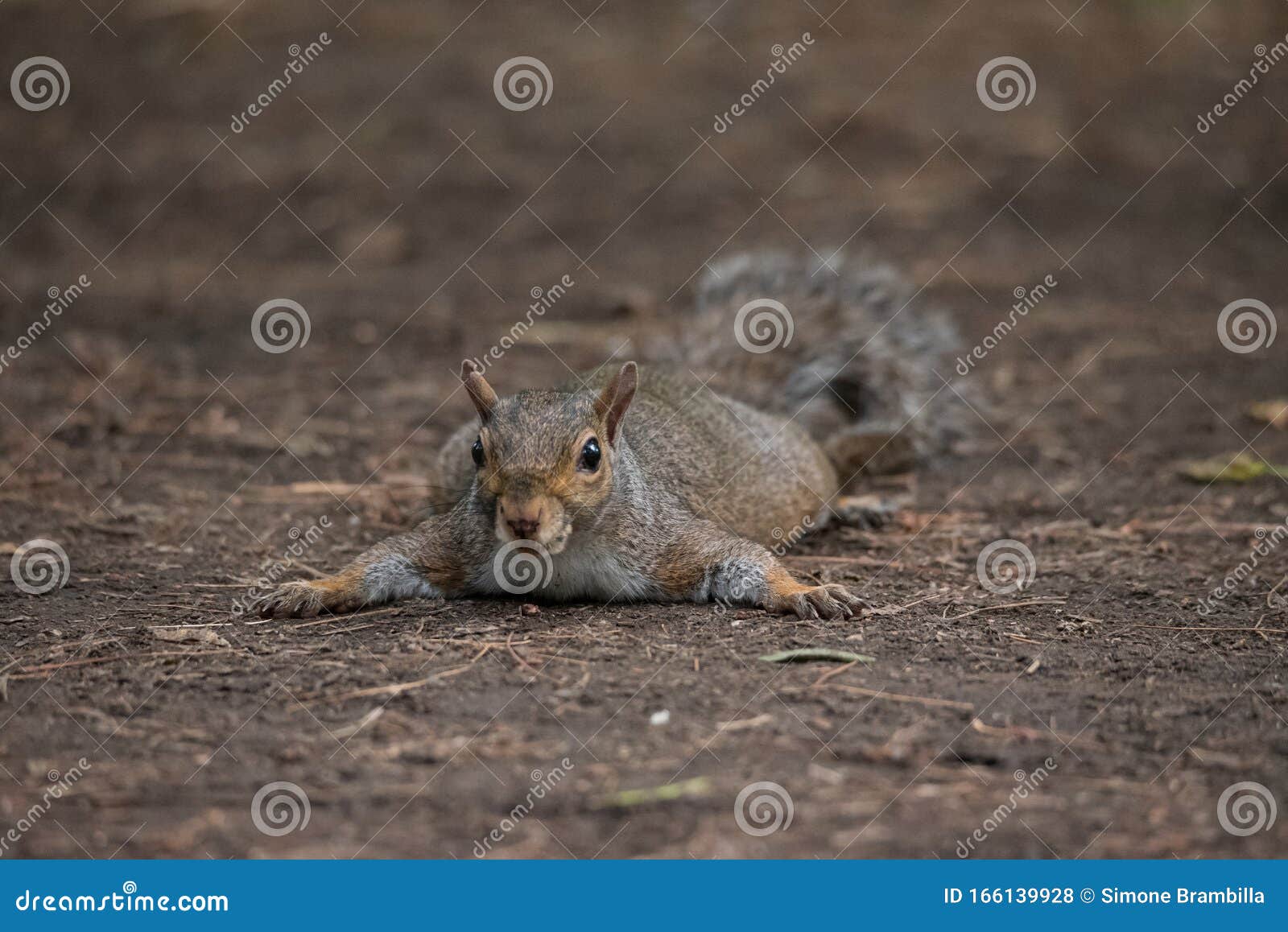 Gray Squirrel Refreshes Himself Lying on the Ground Stock Photo - Image ...