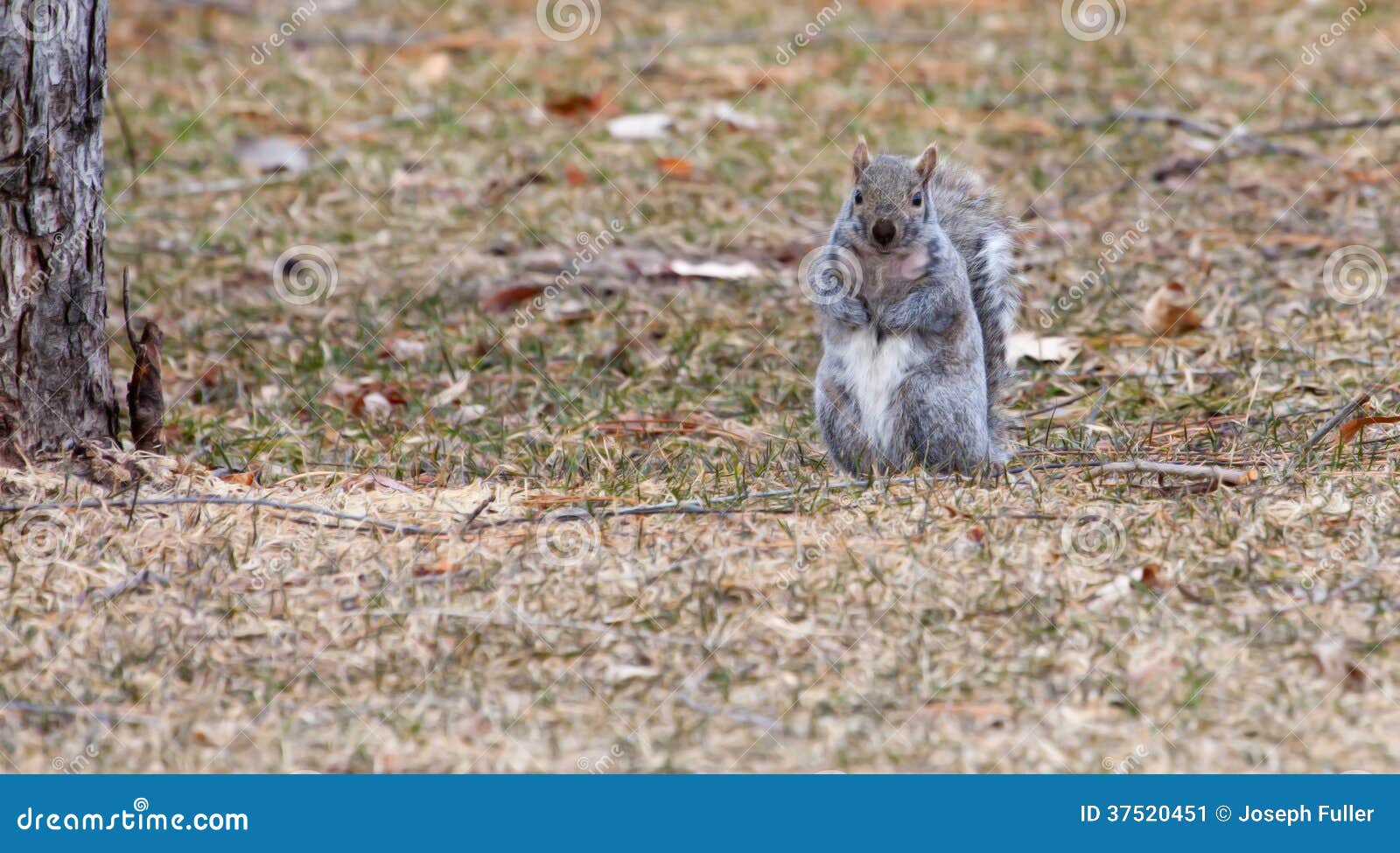 Gray Squirrel Running about in Soft Focus Stock Image - Image of furry ...