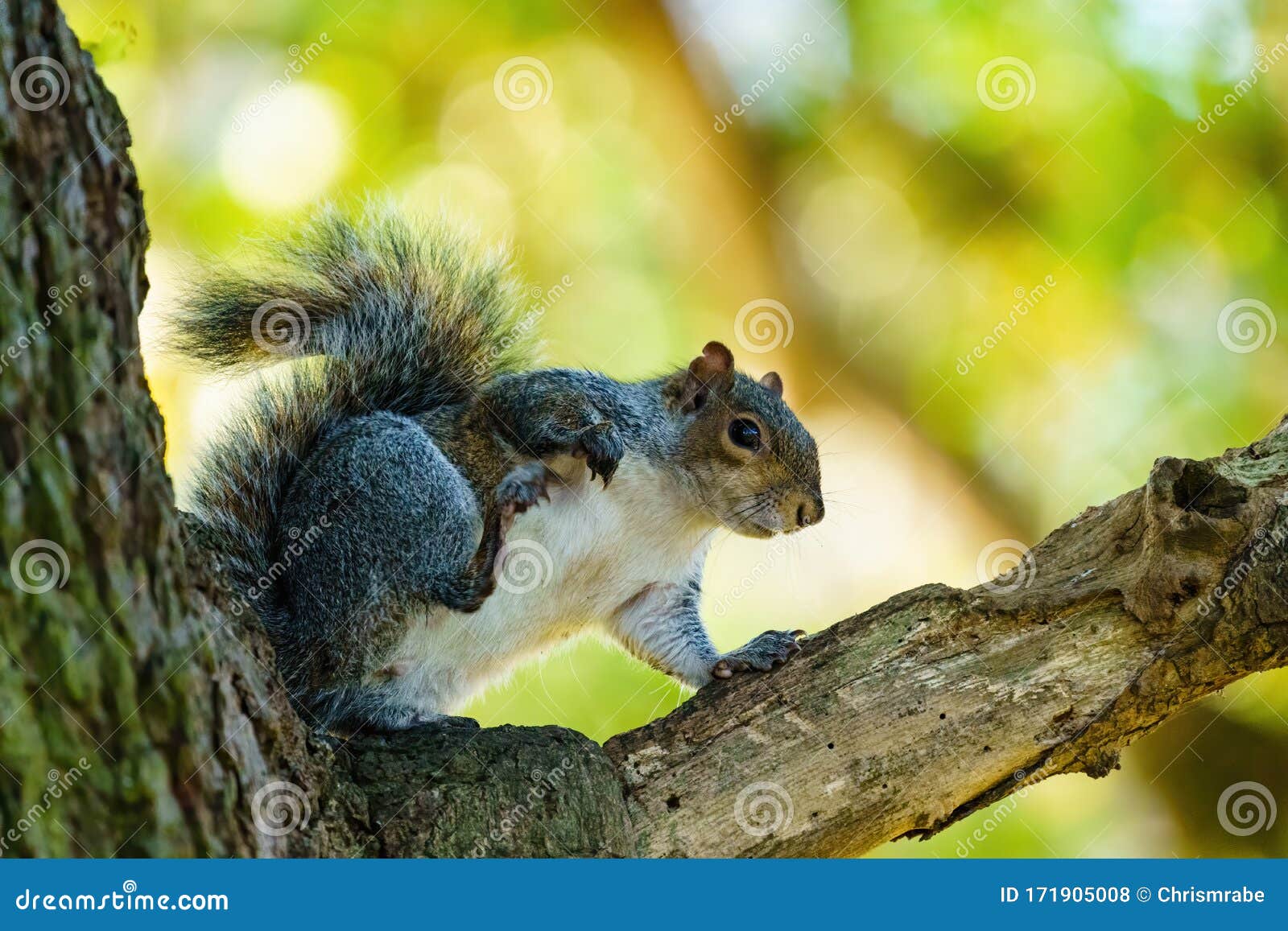 Gray Squirrel (Sciurus Carolinensis) in the Shade of a Tree Having a ...