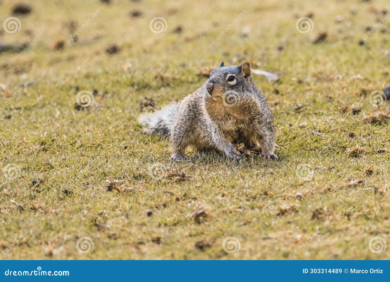 Gray Squirrel (Sciurus Griseus) Eating with Cheeks Full of Seeds Stock ...