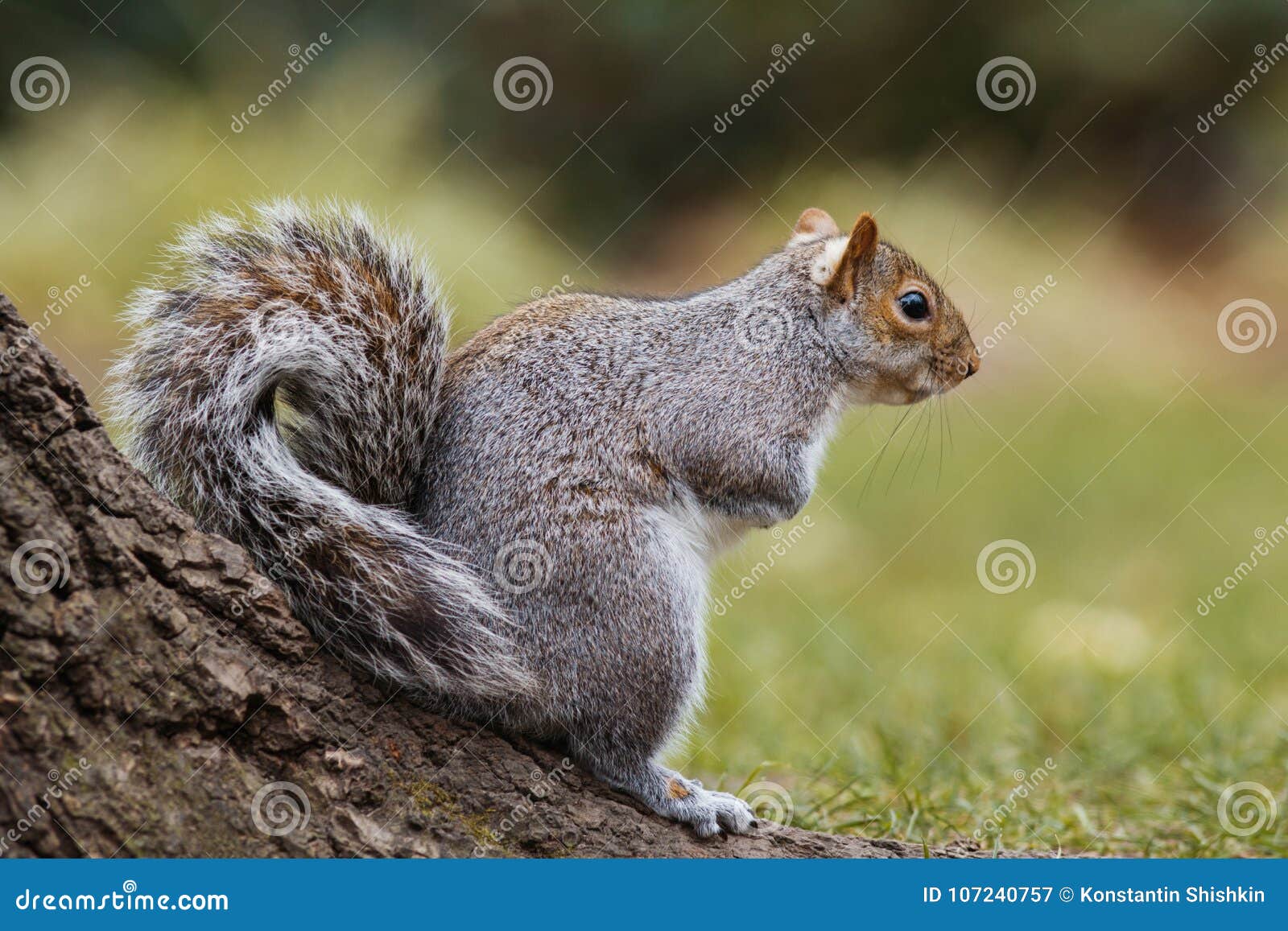 Gray Squirrel Sitting On A Tree Branch In The Park And Smiling Stock