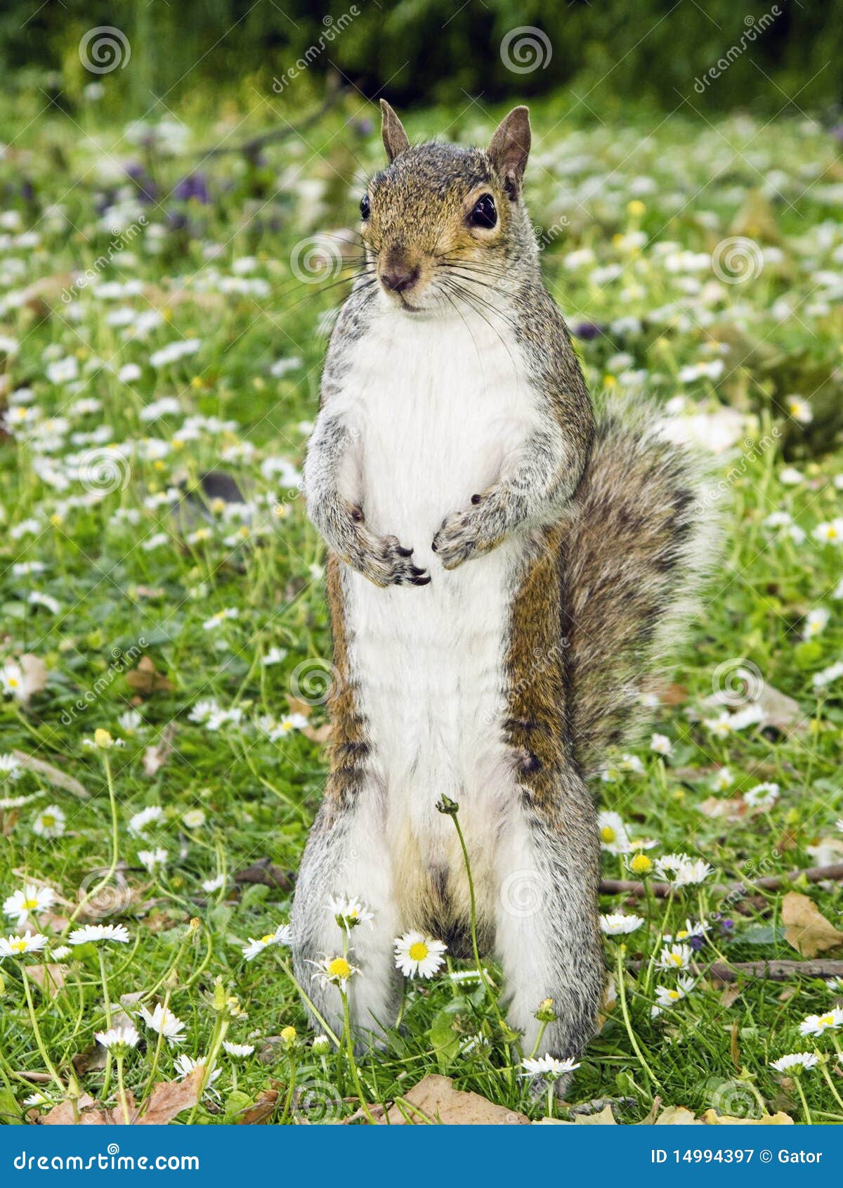Gray Squirrel Standing And Watching Royalty Free Stock Photography ...