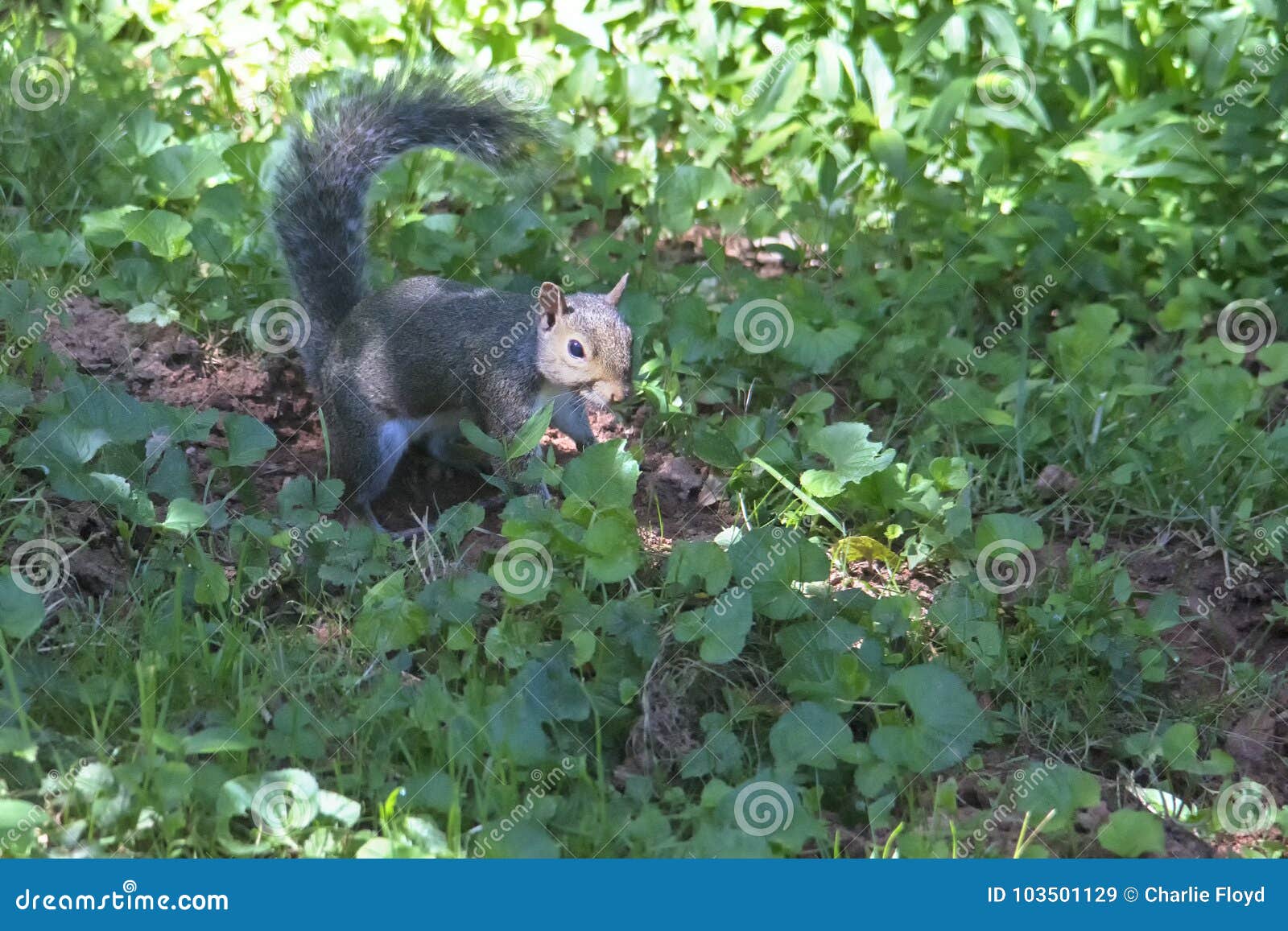 Gray Squirrel in Sunshine Spotlight Stock Image - Image of hair ...