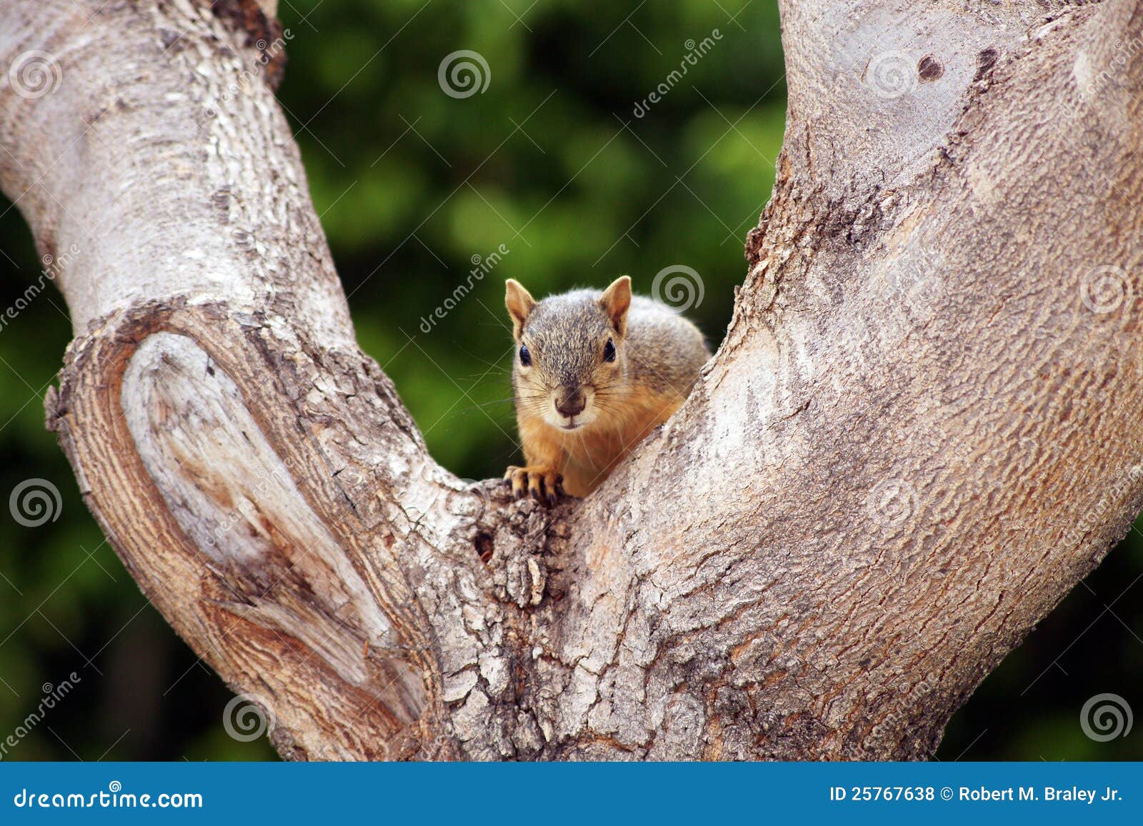 Gray Squirrel Tree Staring stock photo. Image of plant - 25767638