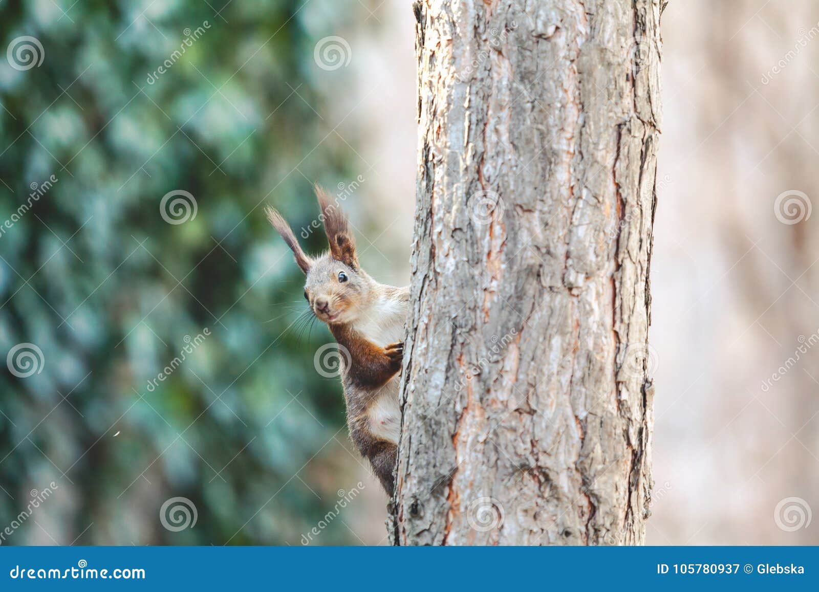 Gray Squirrel on Tree Trunk Closeup Stock Image - Image of pine, cling ...