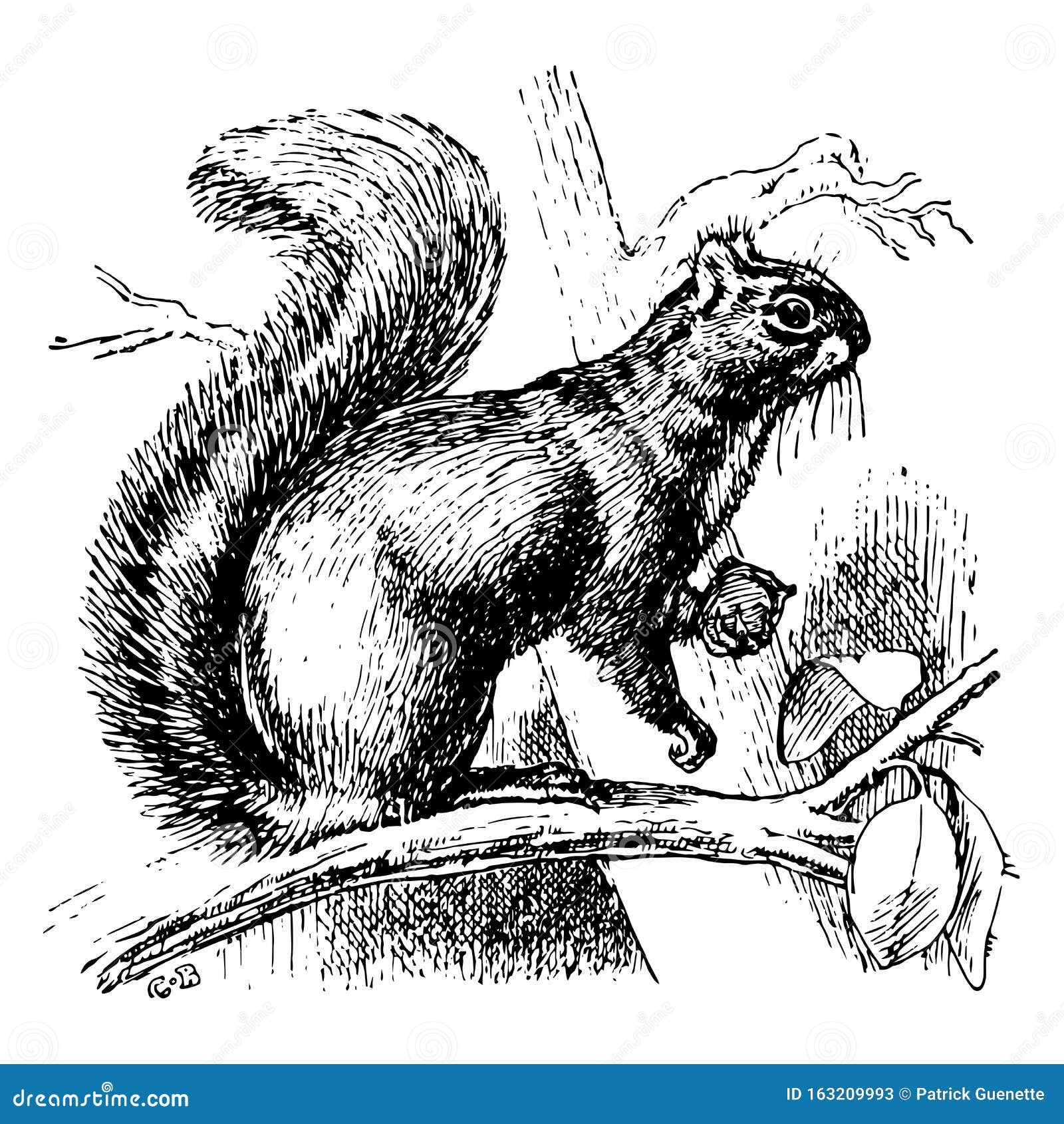 Gray Squirrel, Vintage Illustration Stock Vector - Illustration of ...