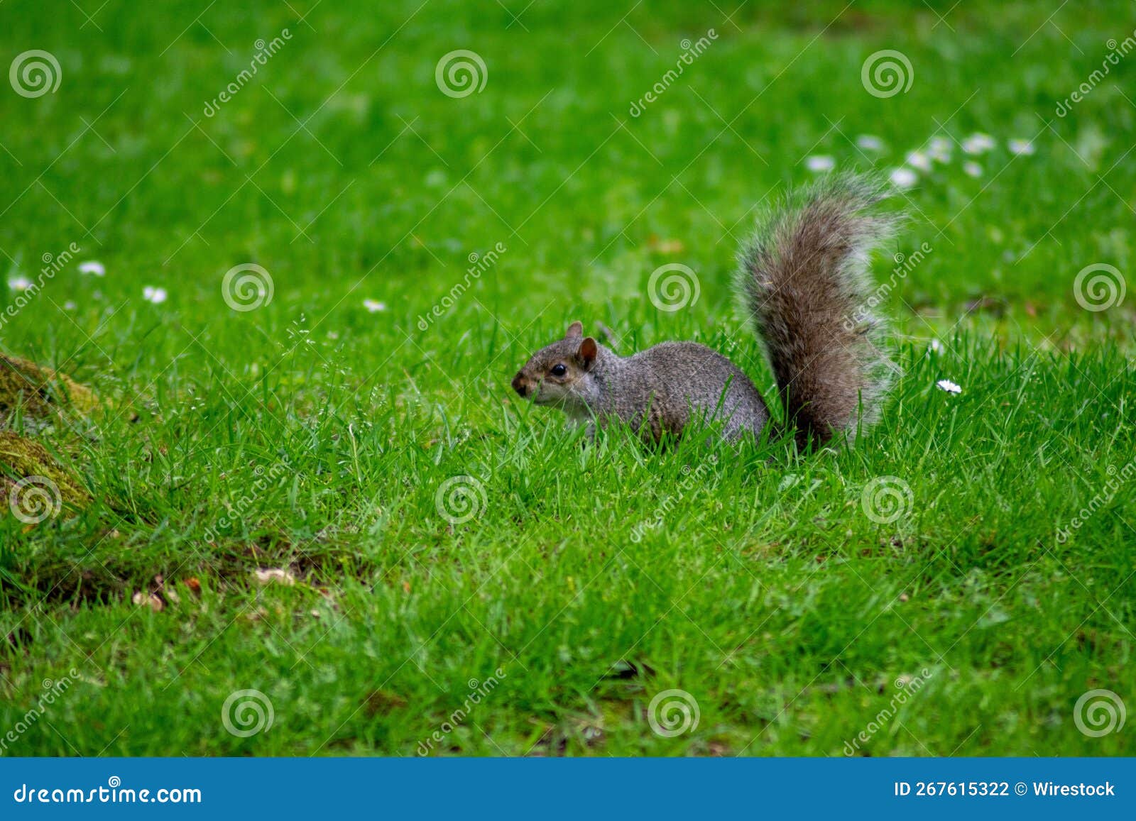 Gray Squirrel Walking in Grassland Stock Photo - Image of growth ...