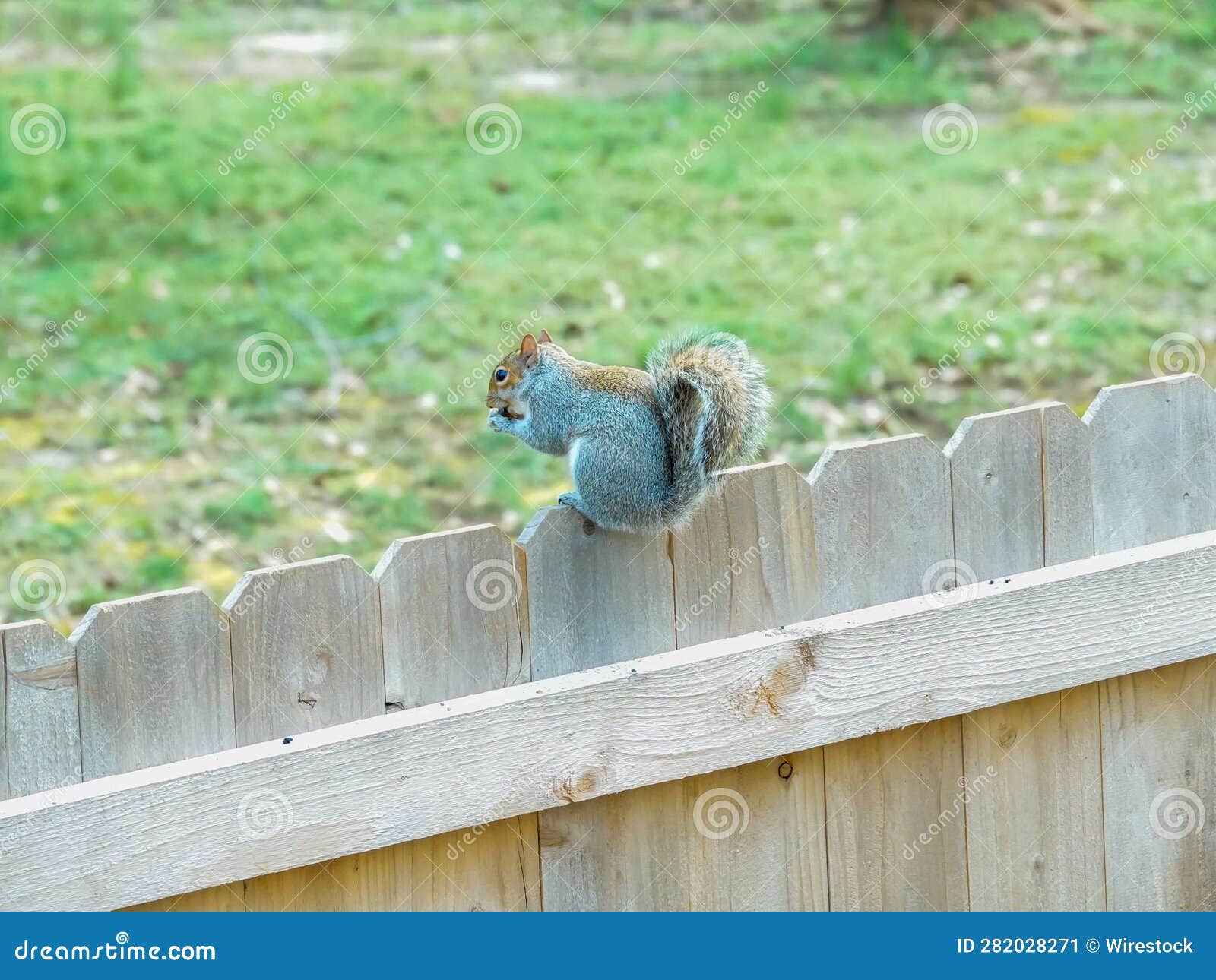Gray Squirrel on a Wooden Fence Gnaws on a Nut. Stock Image - Image of ...
