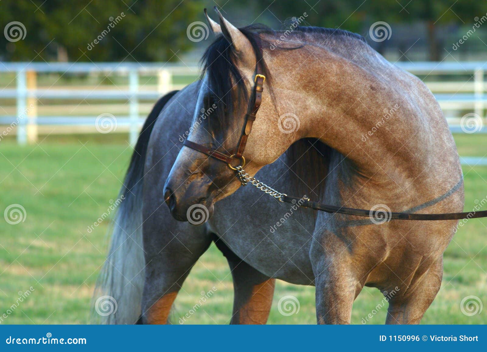 Gray stallion stock photo. Image of arabian, grey, stallion - 1150996
