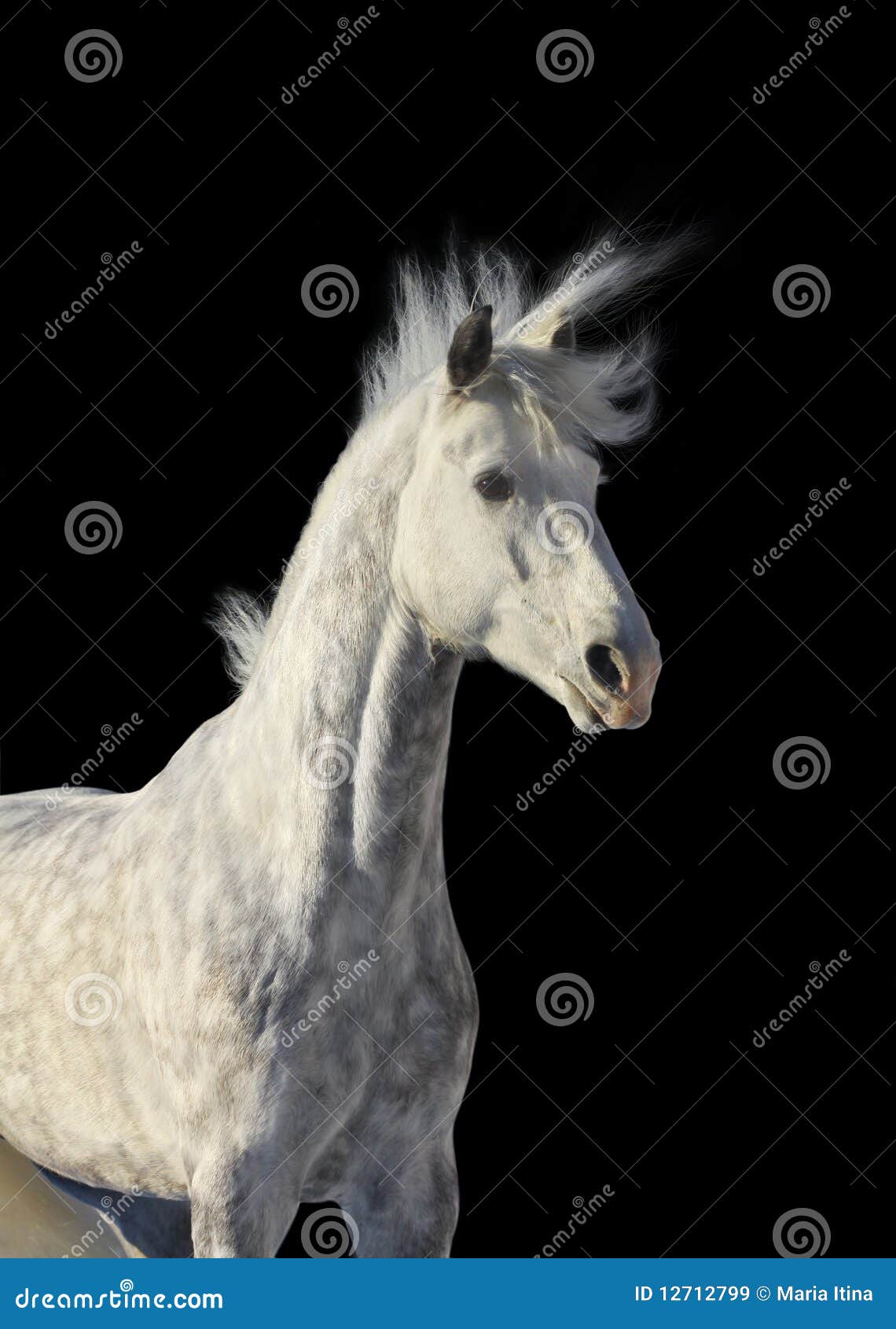 Gray stallion stock image. Image of beast, equestrian - 12712799