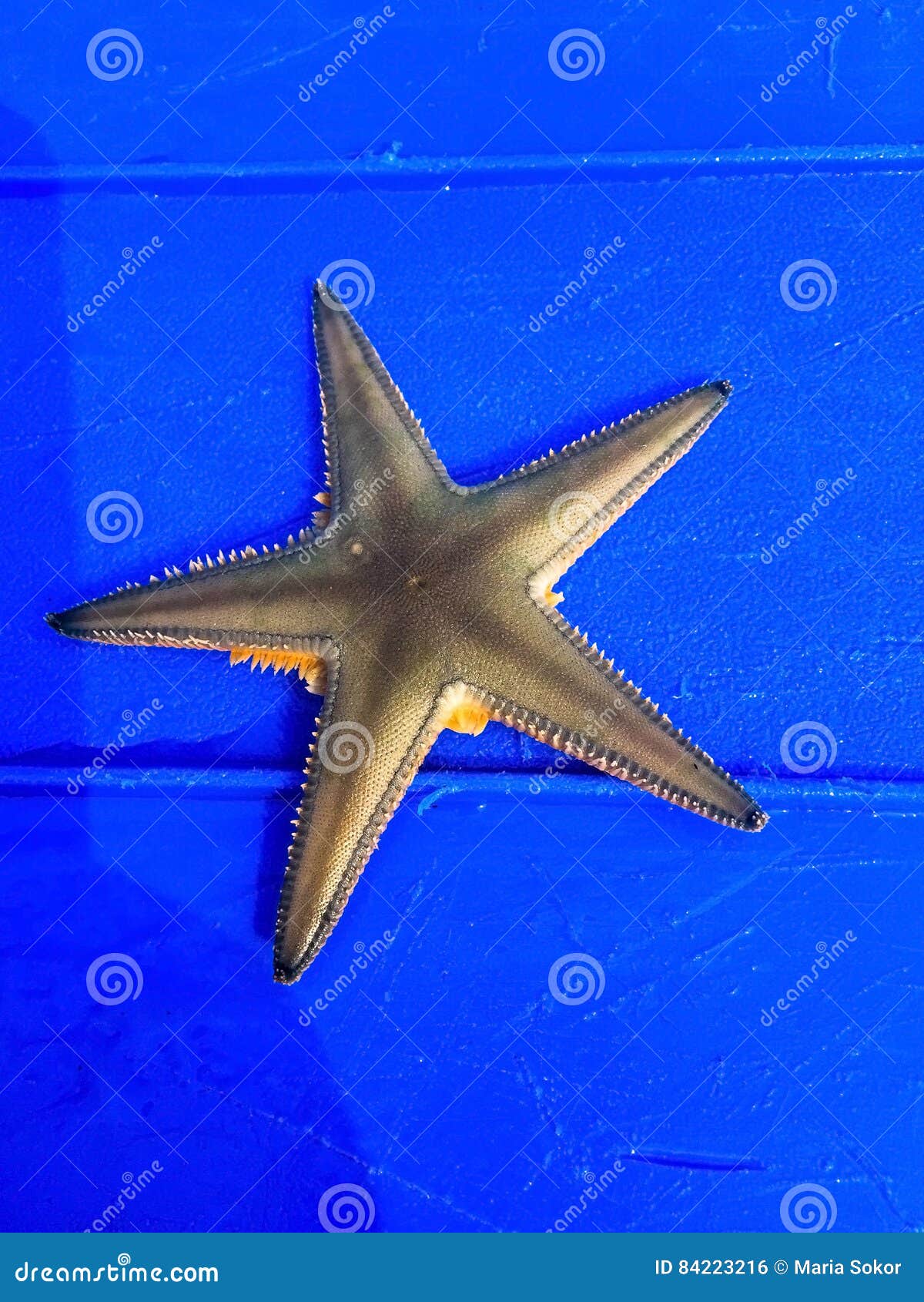 Gray Starfish on a Blue Background Stock Photo - Image of beauty ...