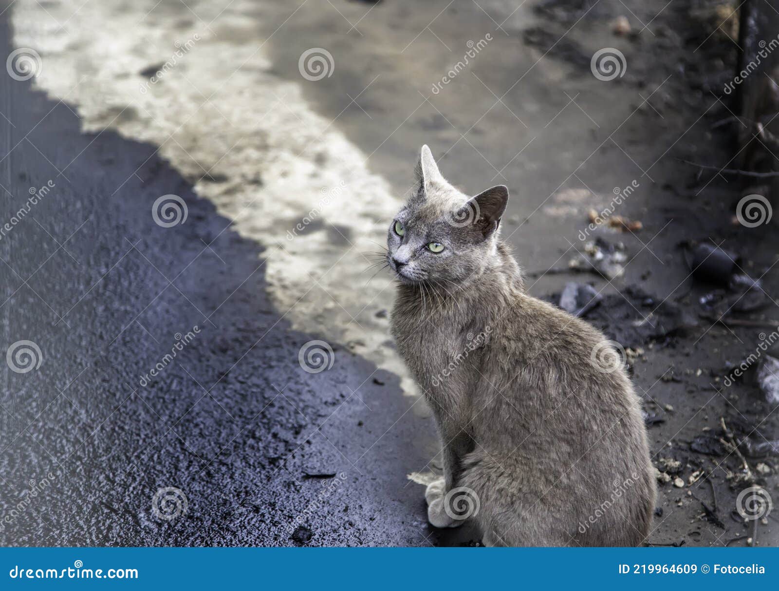 Stray gray cat stock image. Image of cute, whiskers - 219964609