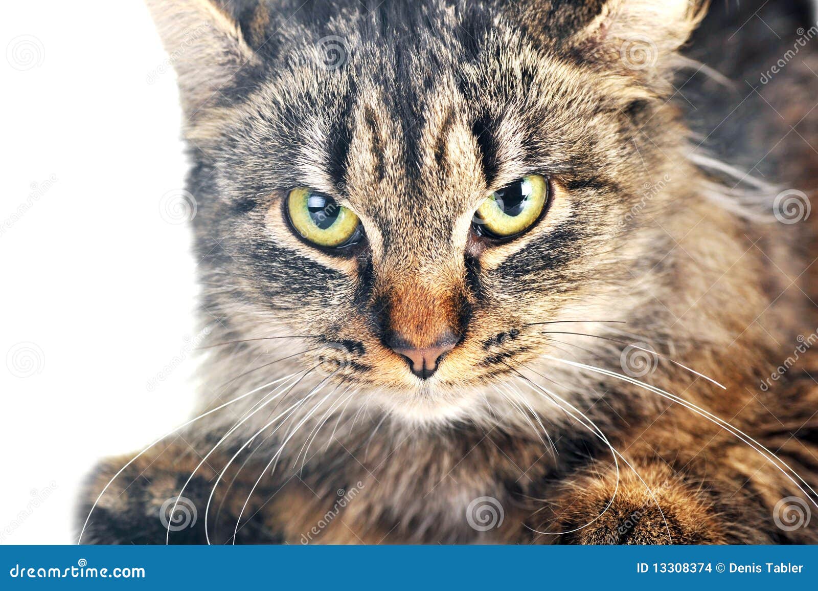 Gray striped cat stock photo. Image of cute, animals - 13308374