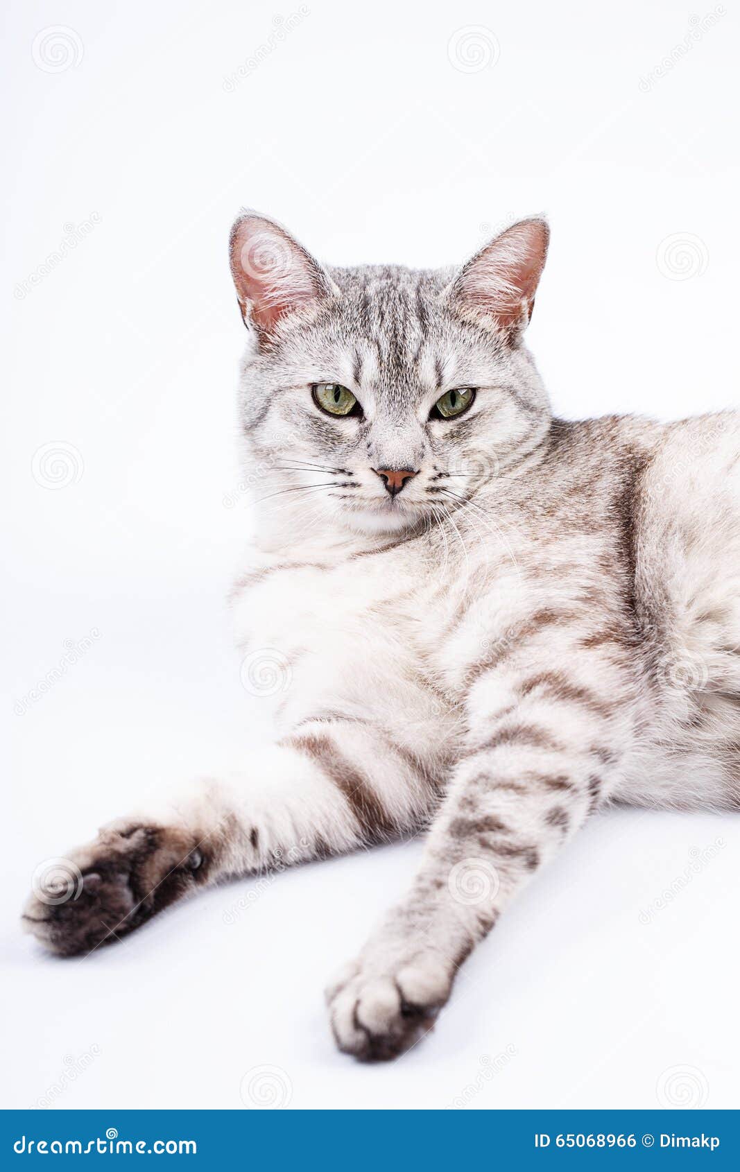 Gray striped cat stock photo. Image of cats, adorable - 65068966