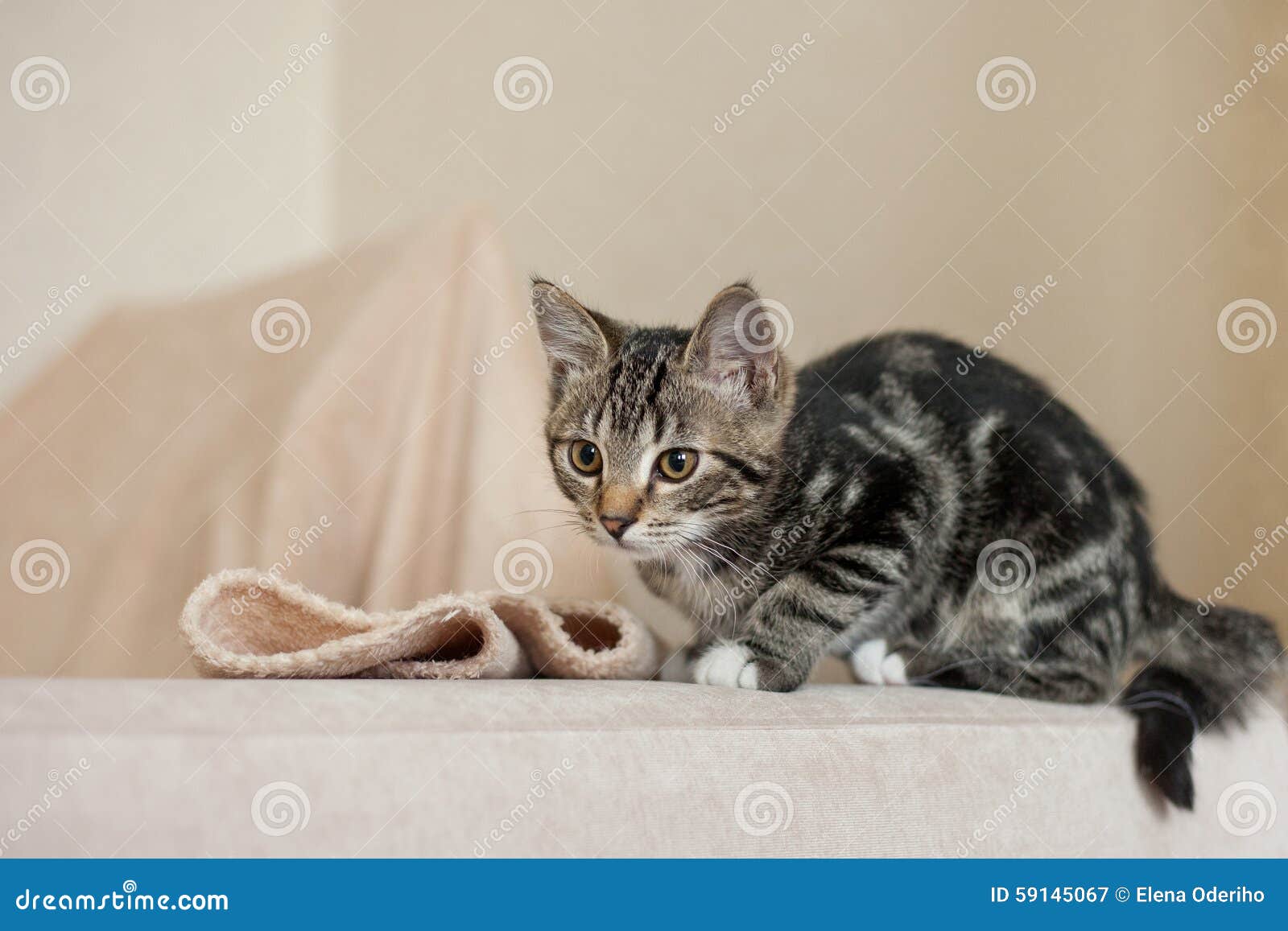 Gray Striped Cat Playful Cute Home Stock Image - Image of feline ...