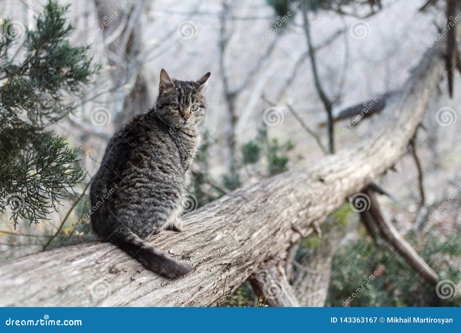 A Gray Striped Cat on a Trunk of a Collapsed Juniper Tree is Looking ...