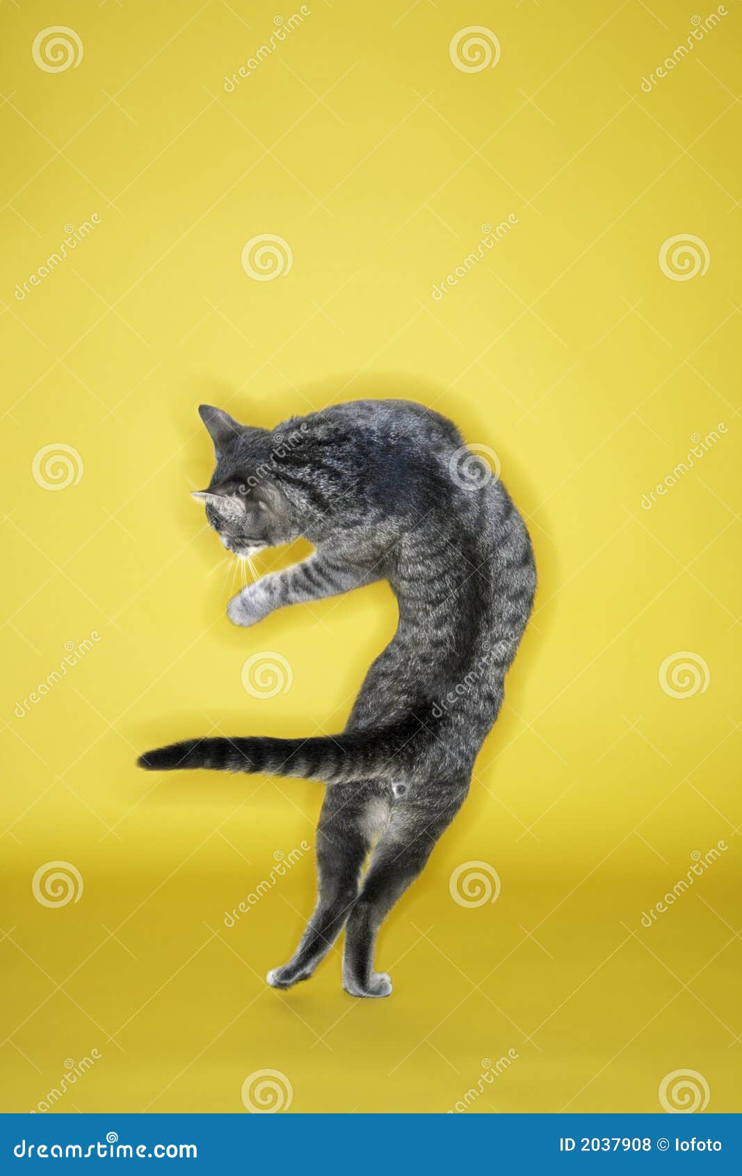 Gray Striped Cat Twisting in Air. Stock Photo - Image of hair, frolic ...