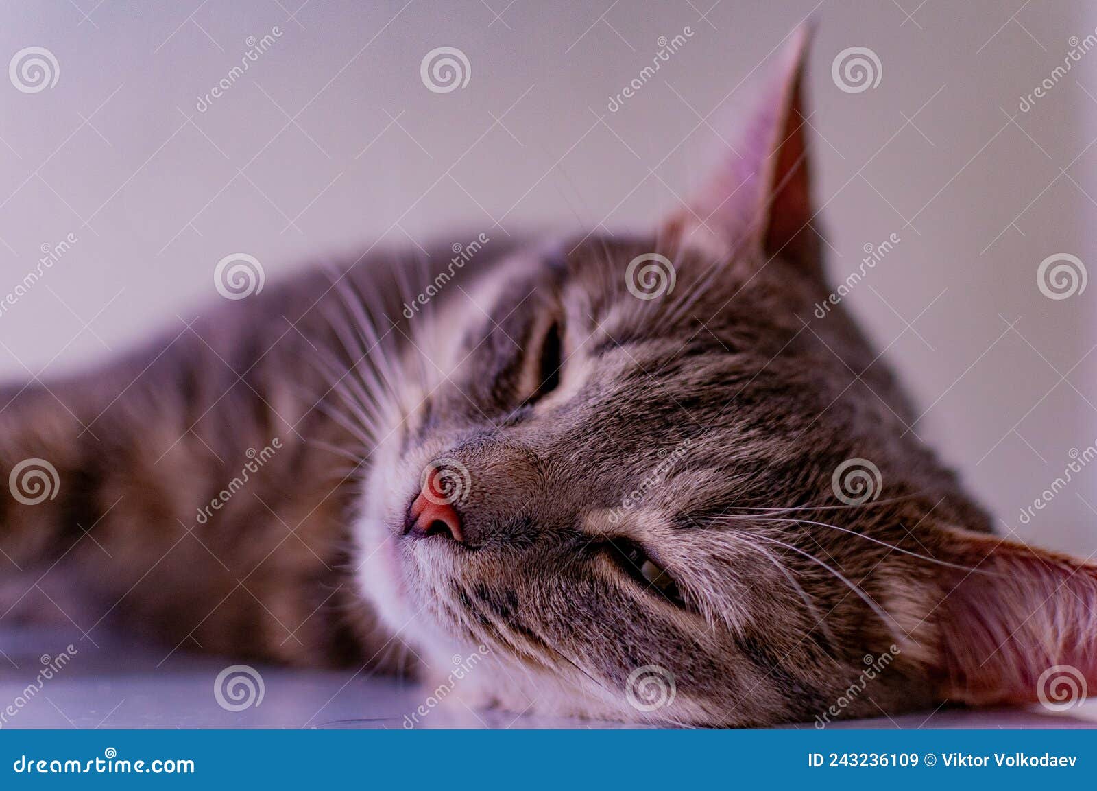 The gray striped kitty! stock image. Image of mammal - 243236109