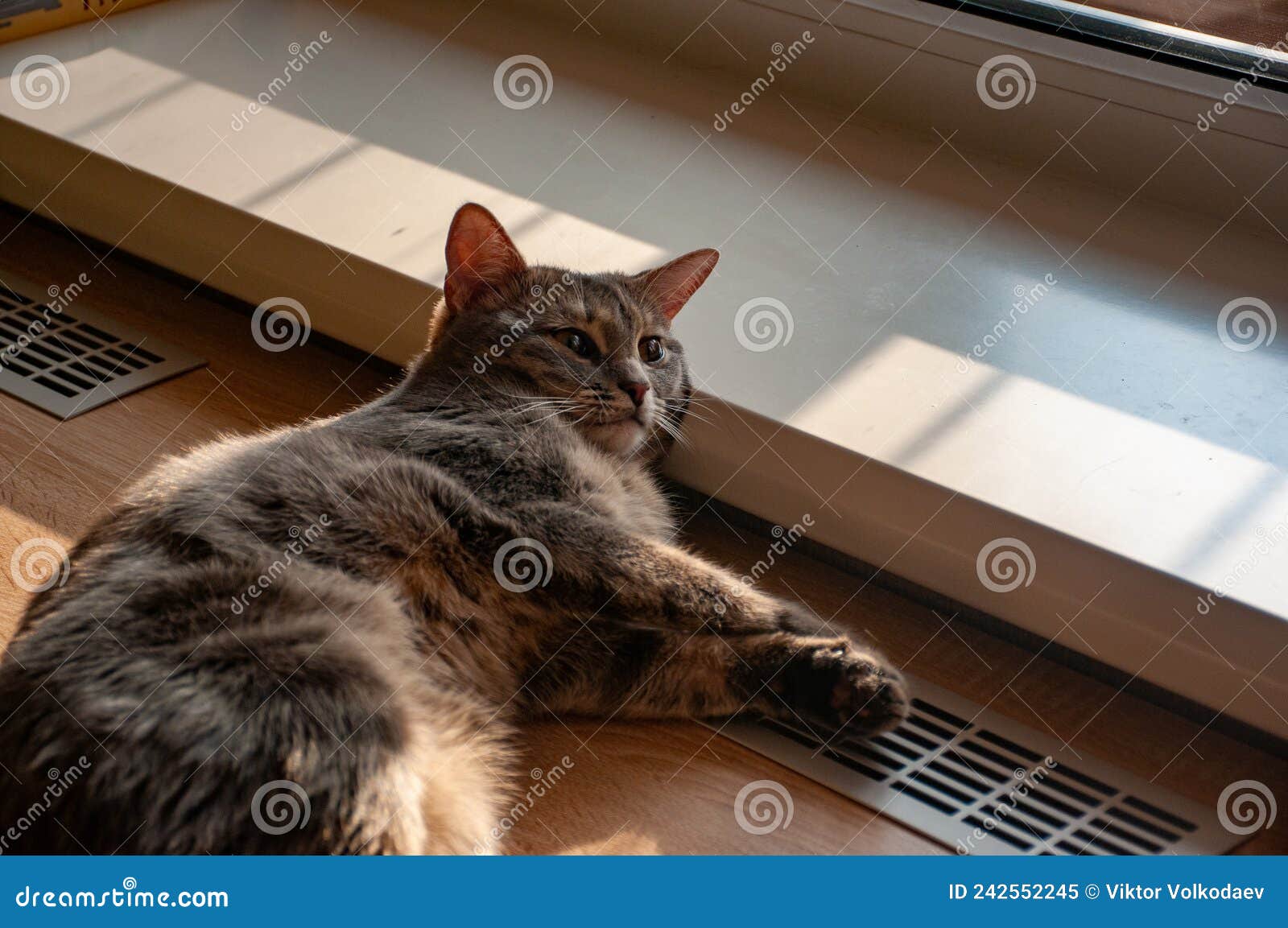 The gray striped kitty! stock image. Image of nature - 242552245