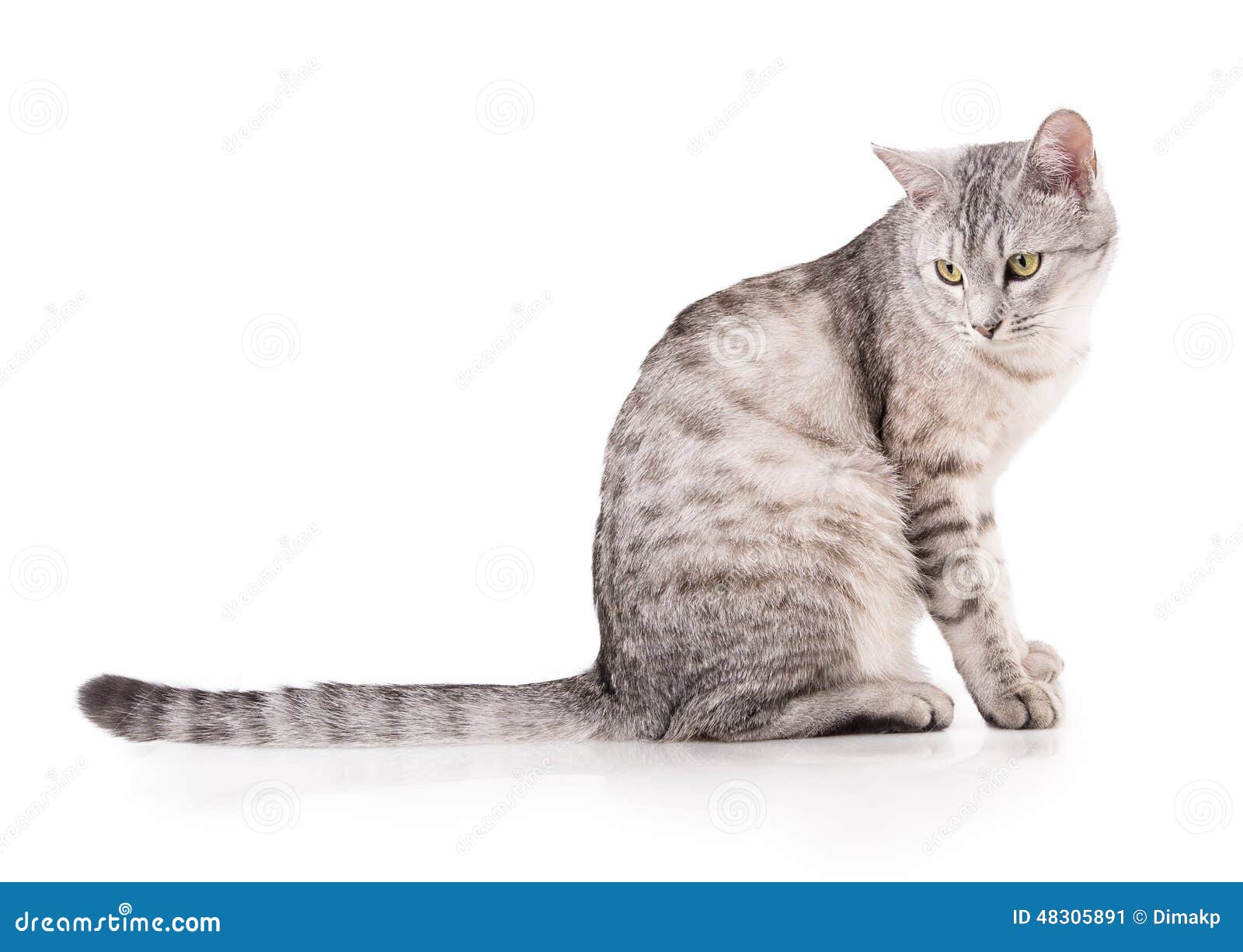 Gray striped tabby cat stock image. Image of front, cute - 48305891