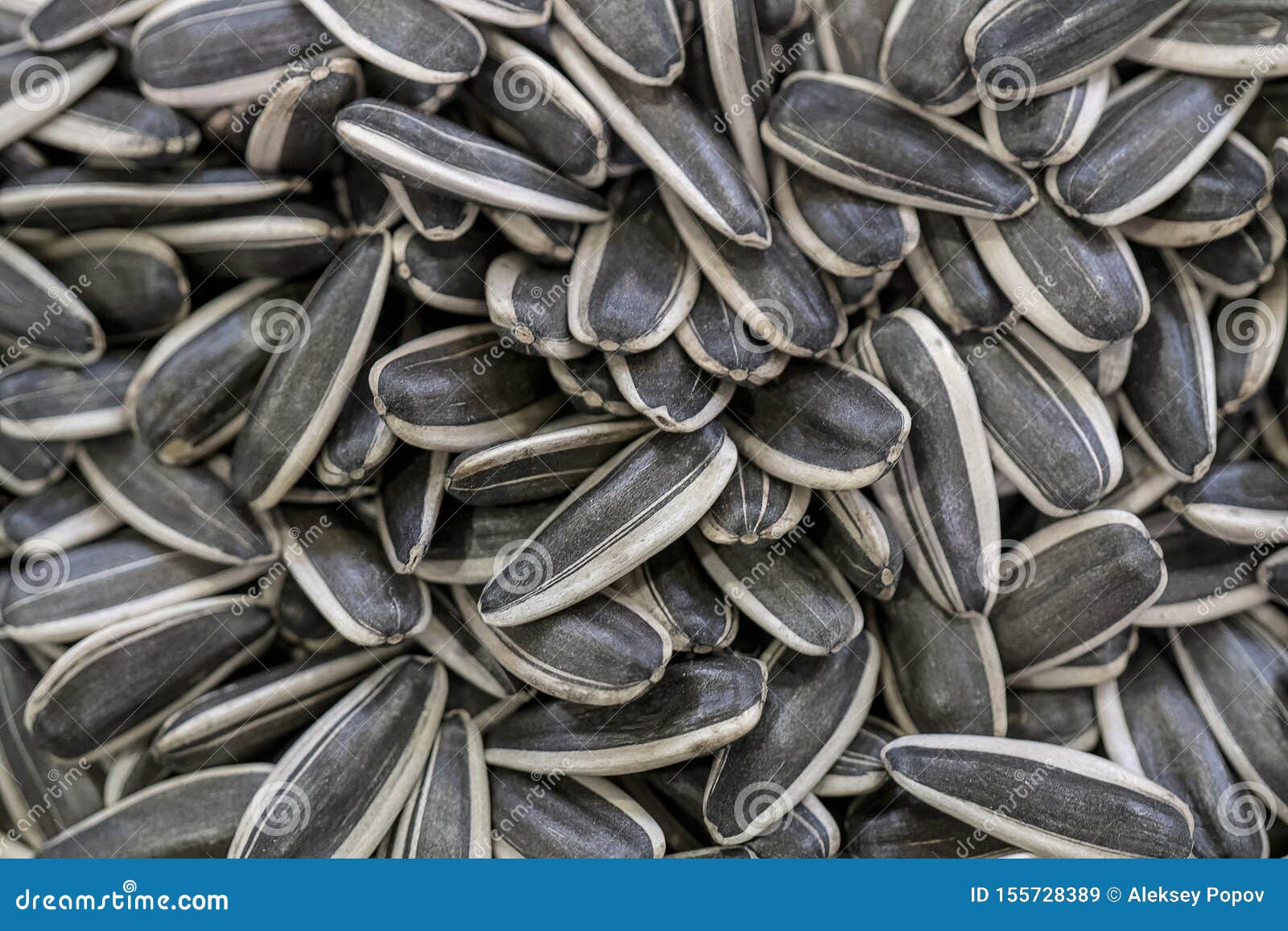 Gray sunflower seeds stock image. Image of nature, plant - 155728389