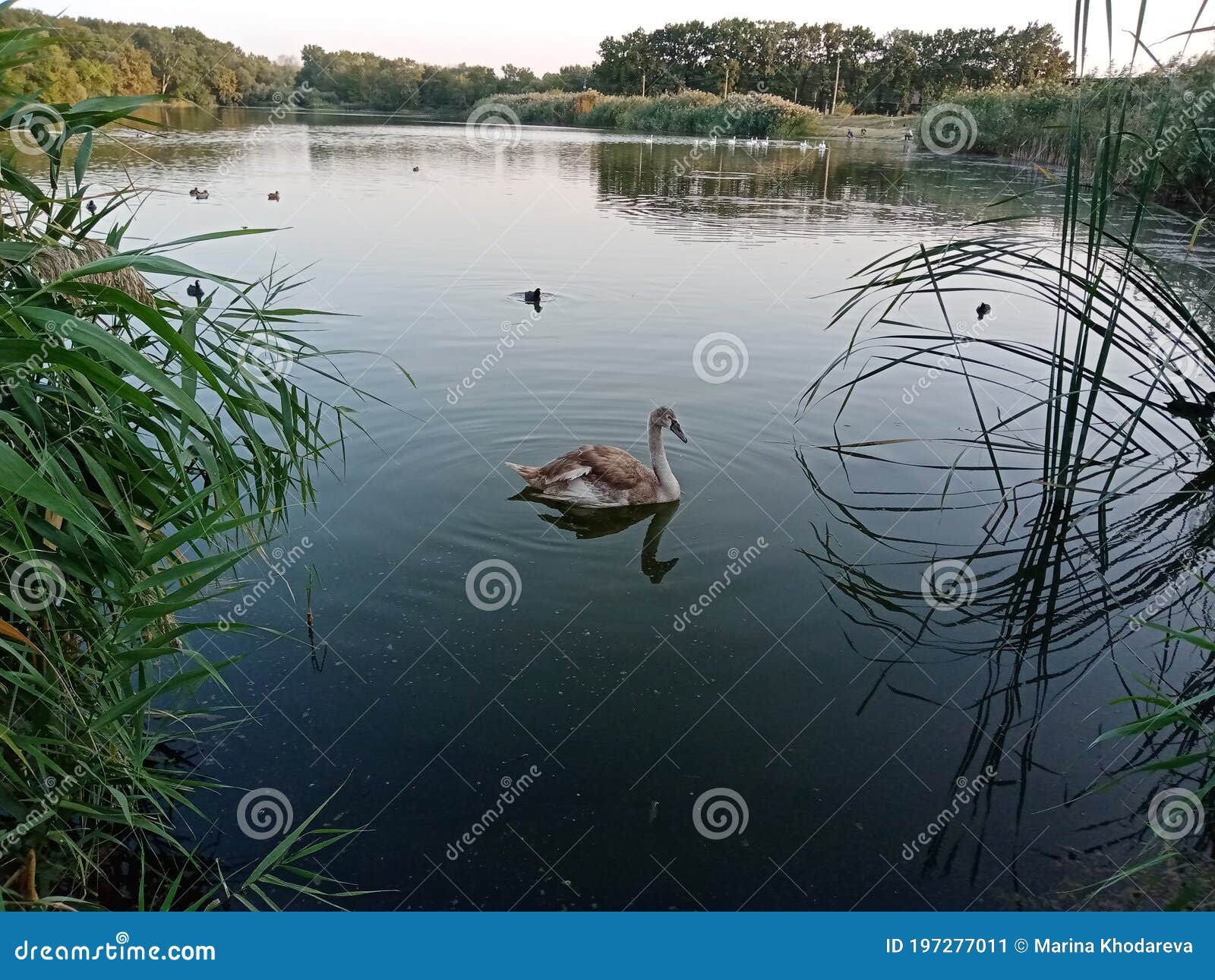 Gray Swan Floating on the Kuban River. Stock Image - Image of kuban ...