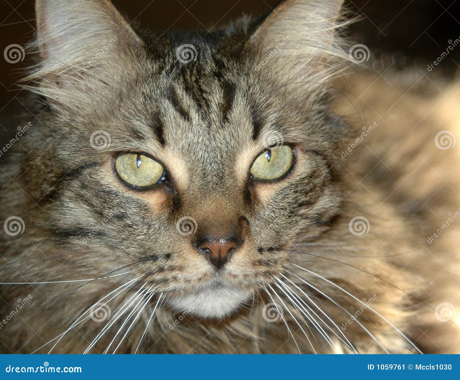 Gray Tabby Cat 7283 stock image. Image of grey, animal - 1059761