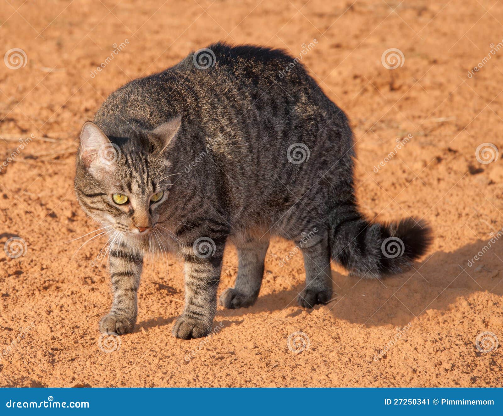 Gray Tabby Cat Arching Its Back Stock Image - Image of larger, grey ...
