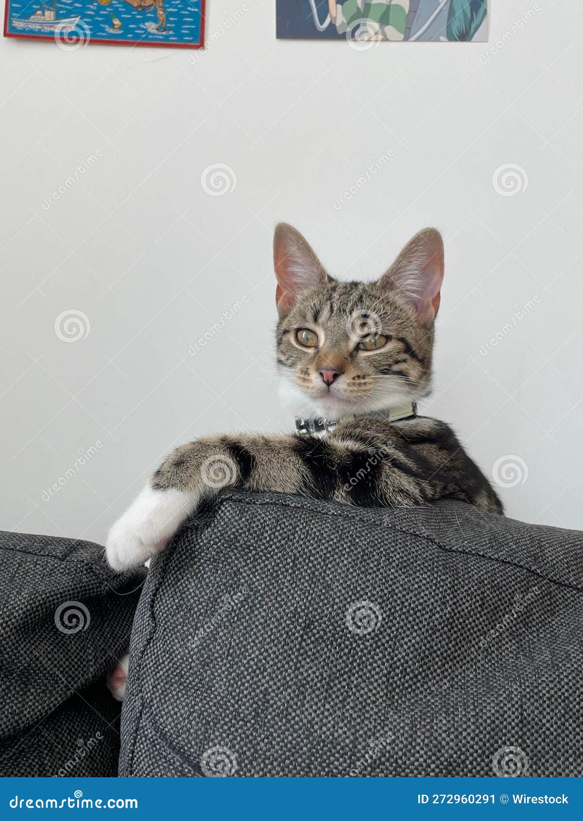 Gray Tabby Cat on a Couch Looking at Something Intently. Stock Image ...