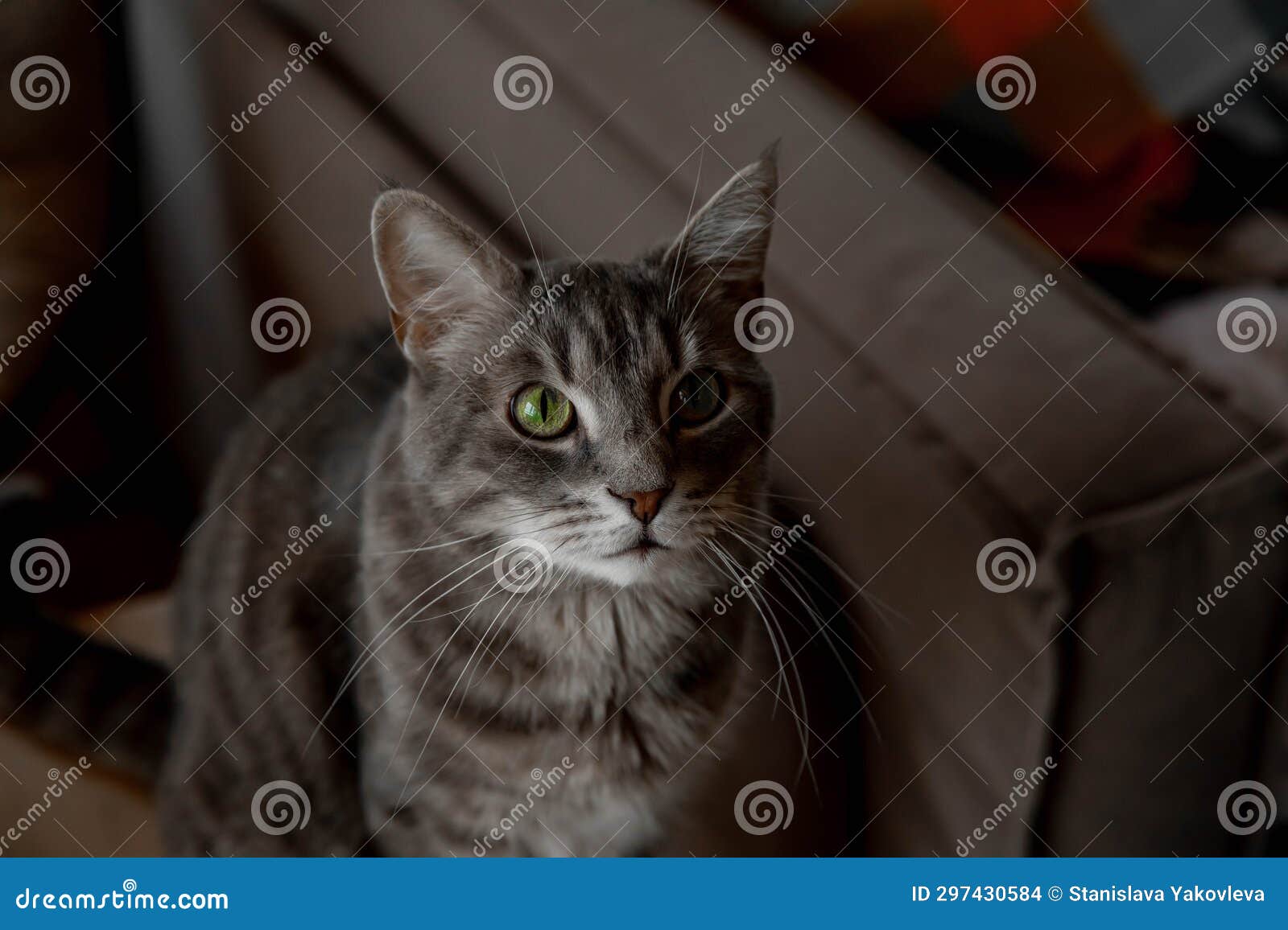 Gray Tabby Cat with Green Eyes Stock Photo - Image of funny, whisker ... Gray Tabby Cat with Green Eyes Stock Photo - Image of funny, whisker ...