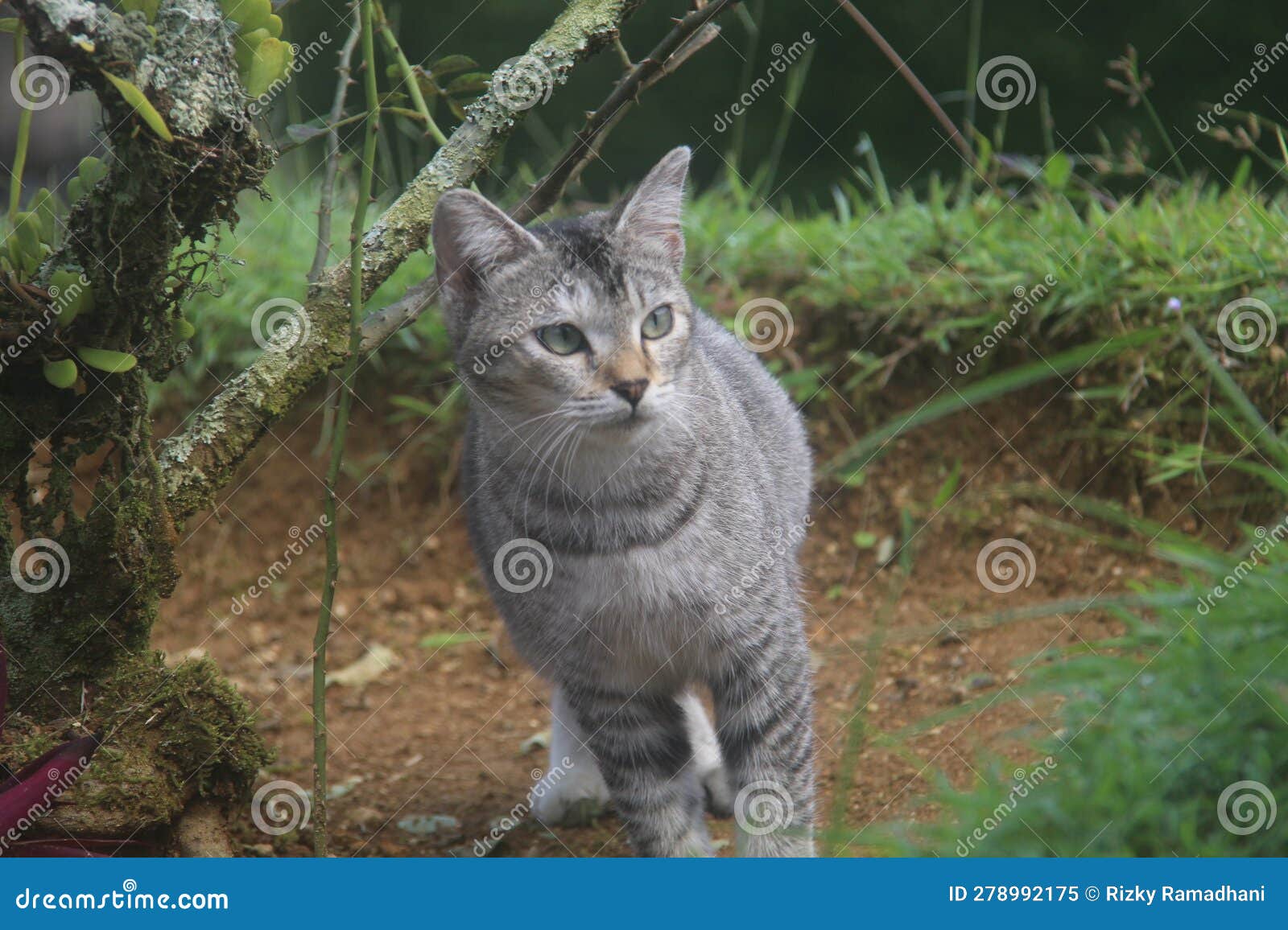 Gray Tabby Cat on the Ground Stock Image - Image of wildlife, tabby ...